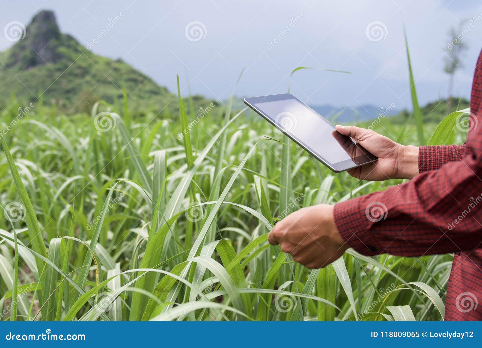 Farmer Using Tablet Computer Checking Data of Agriculture Sugarcene ...