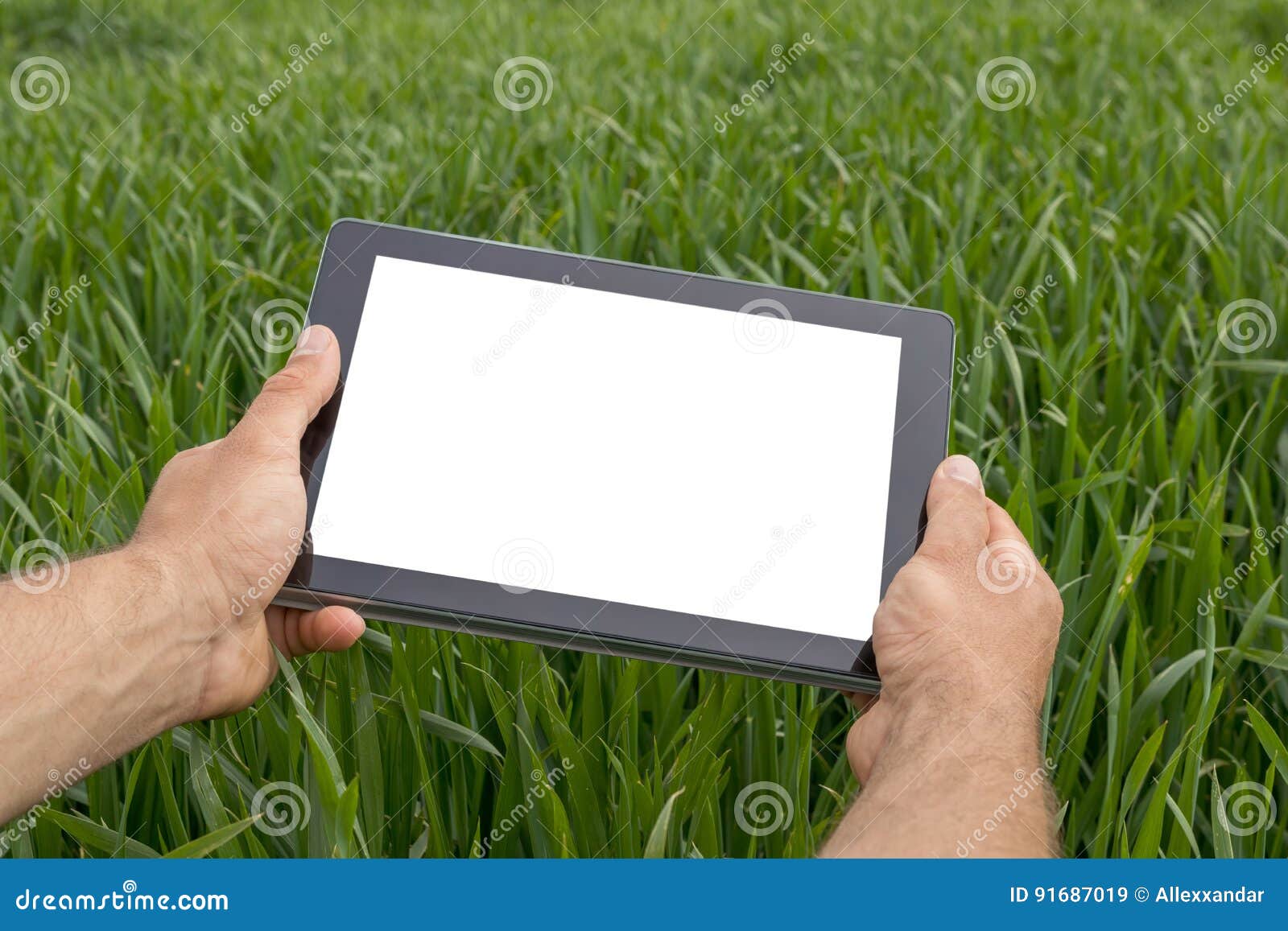 Farmer Using Tablet Computer in Green Wheat Field. White Screen Stock ...