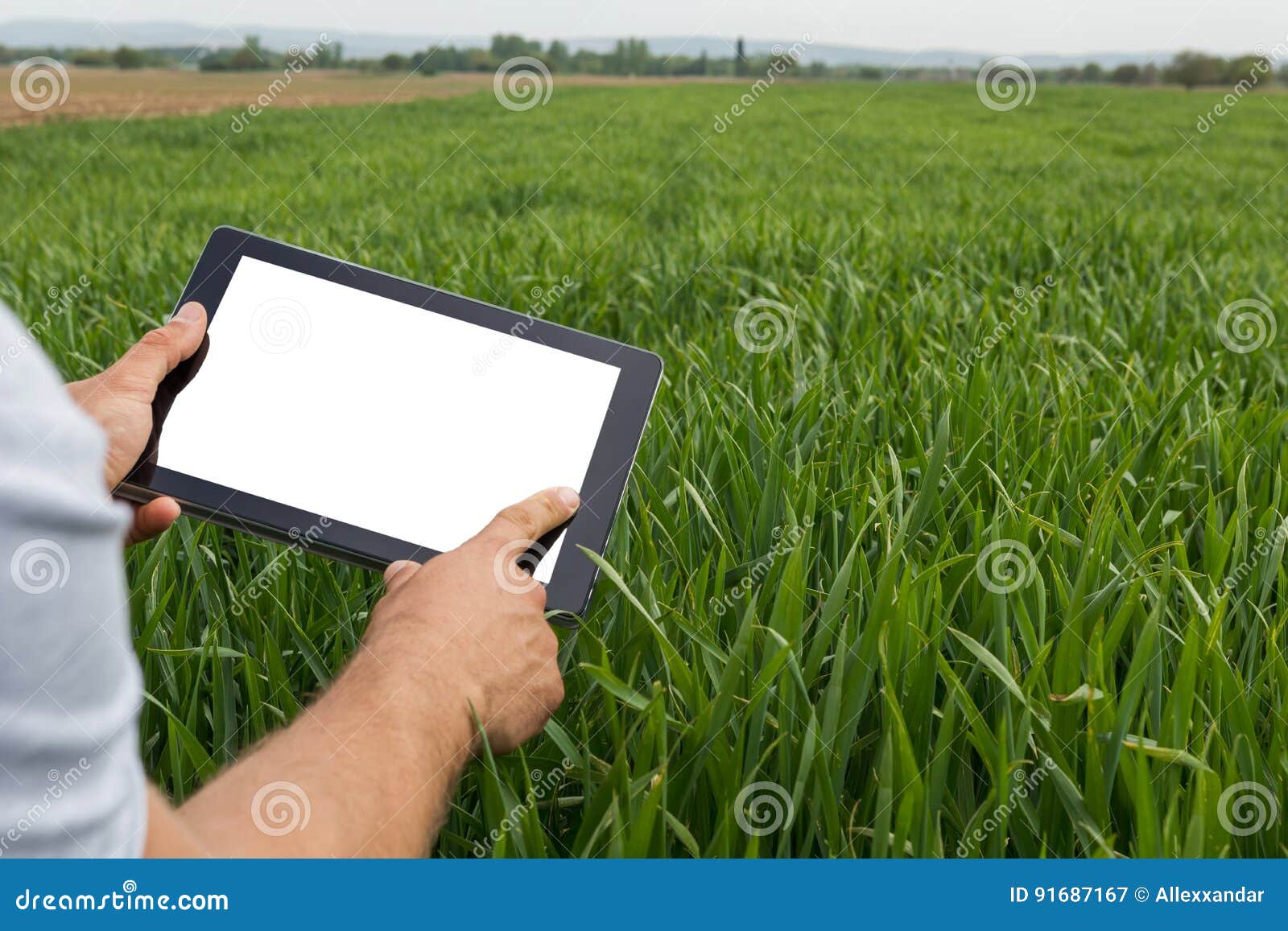 Farmer Using Tablet Computer in Green Wheat Field. White Screen Stock ...