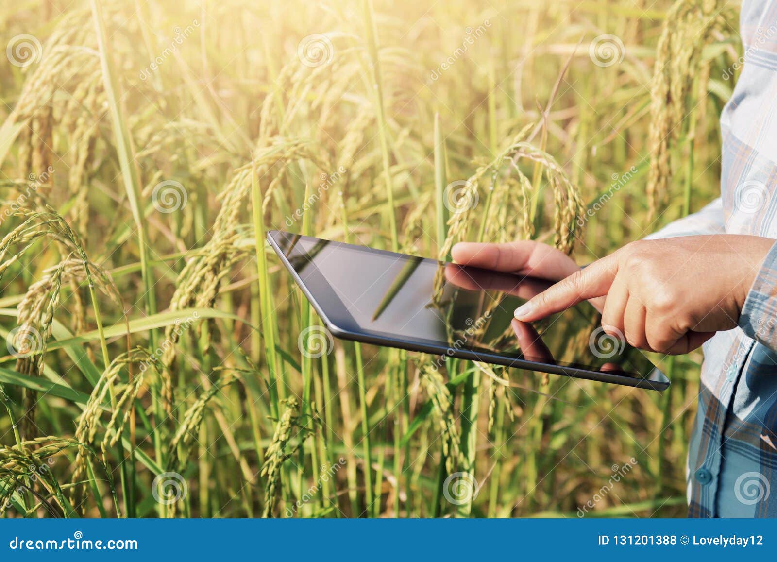 Farmer Using Tablet Technology Inspecting Rice Growing Stock Photo ...