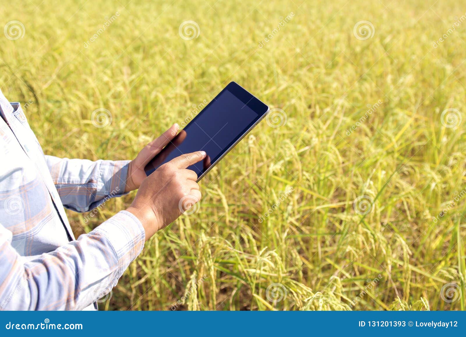 Farmer Using Tablet Technology Inspecting Rice Growing Stock Image ...