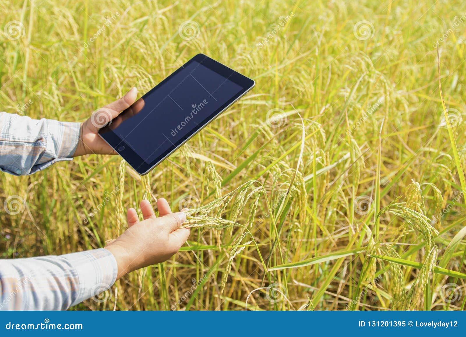 Farmer Using Tablet Technology Inspecting Rice Growing Stock Image ...