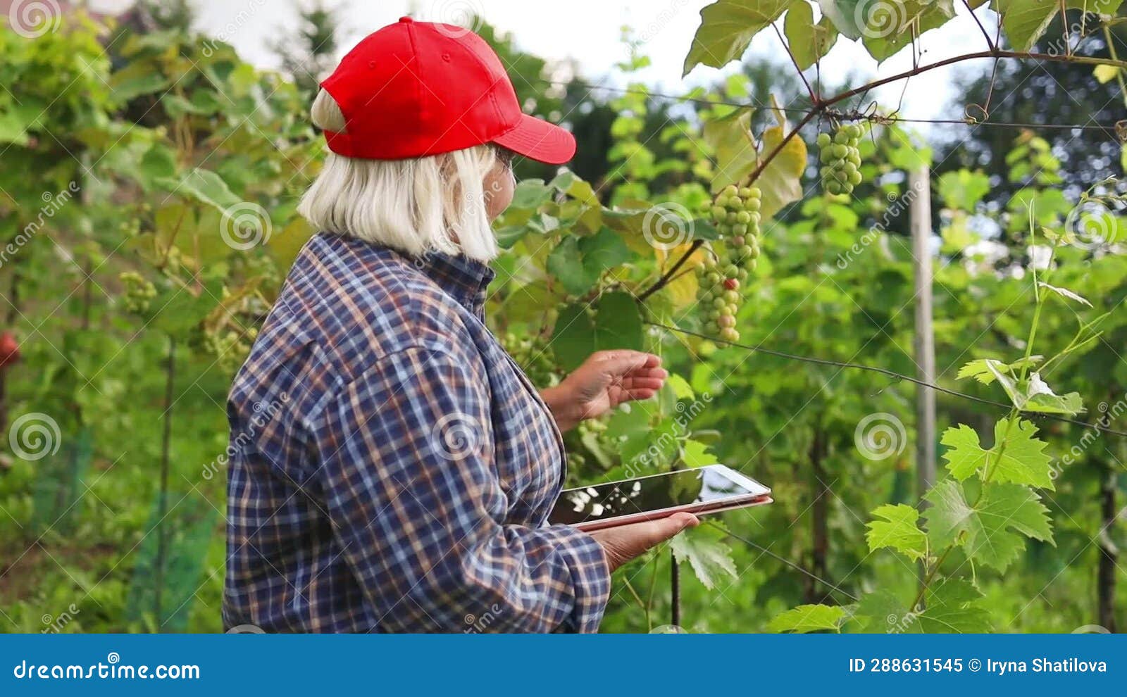 Farmer Using Tablet To Record the Growing of Grapes and for Checking ...