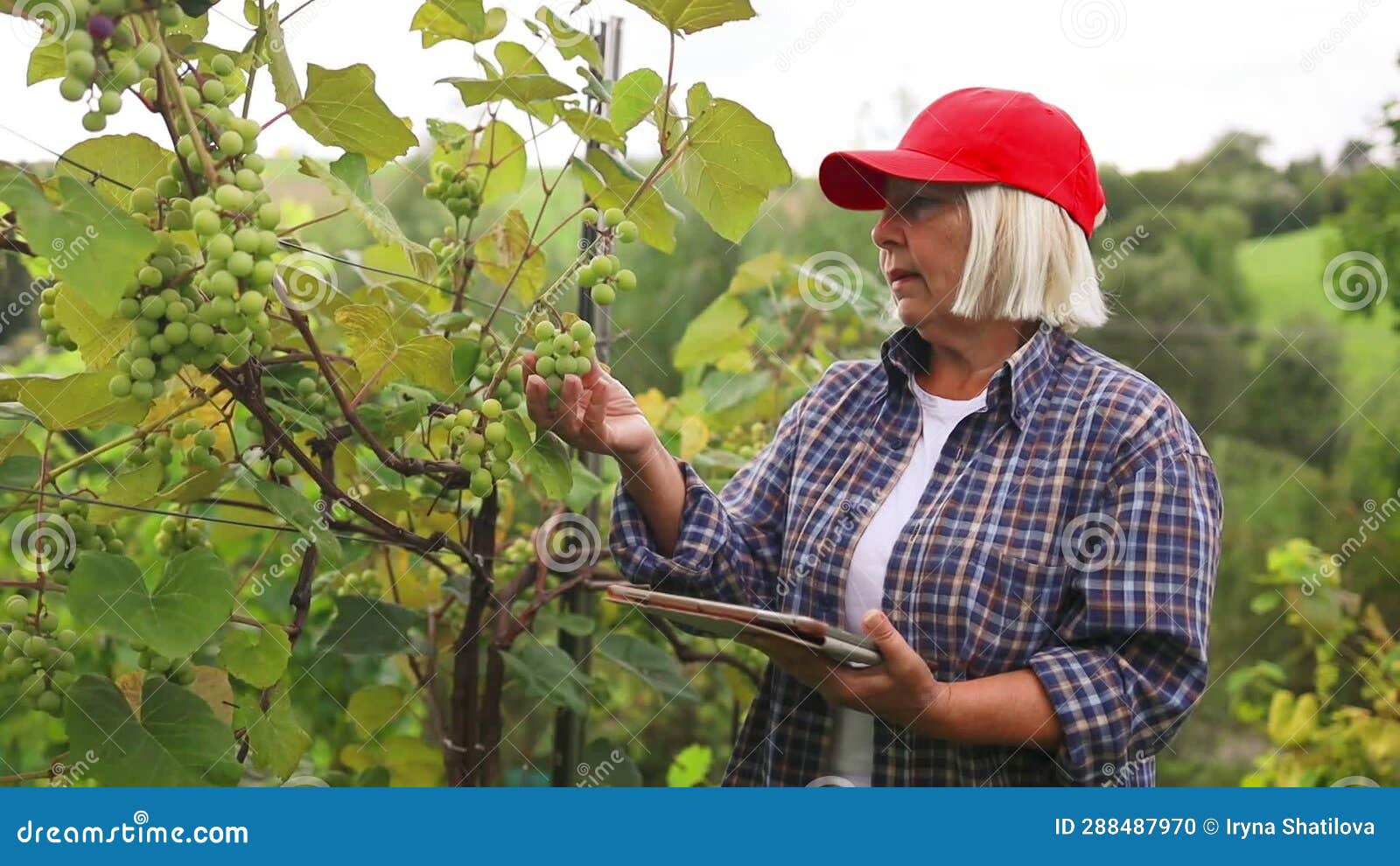 Farmer Using Tablet To Record the Growing of Grapes and for Checking ...