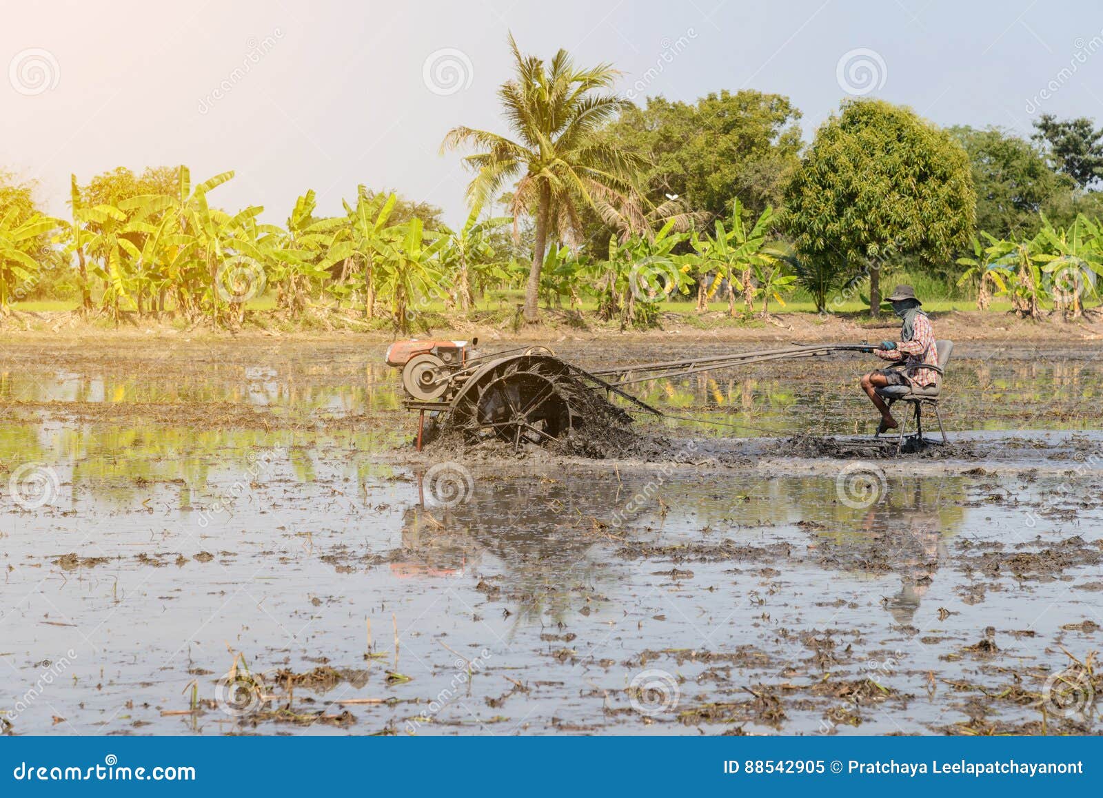 Farmer Using Tiller Tractor in Rice Field Stock Image - Image of ...