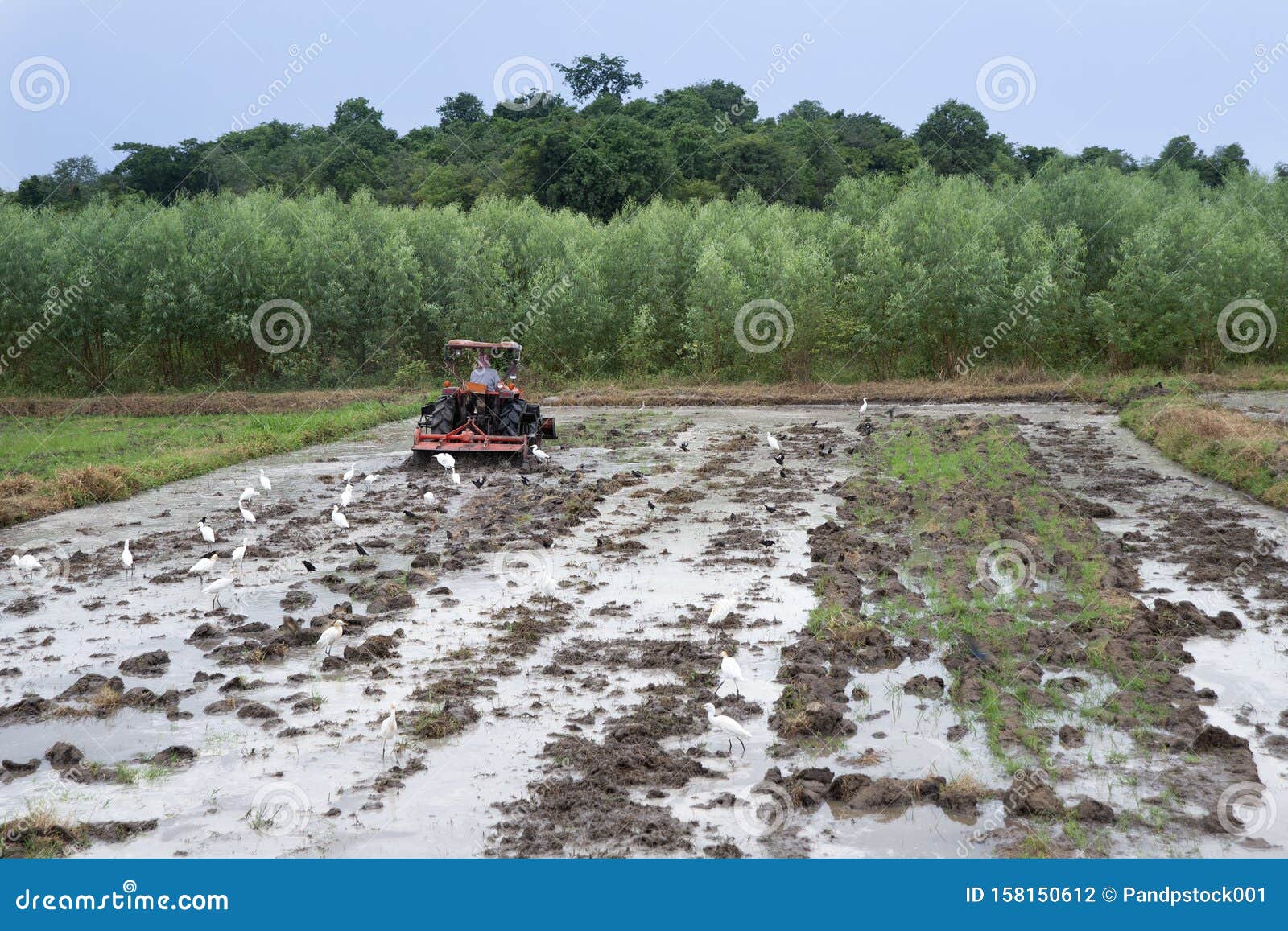 Farmer Using Tractor To Preparing Rice Field Stock Photo - Image of ...