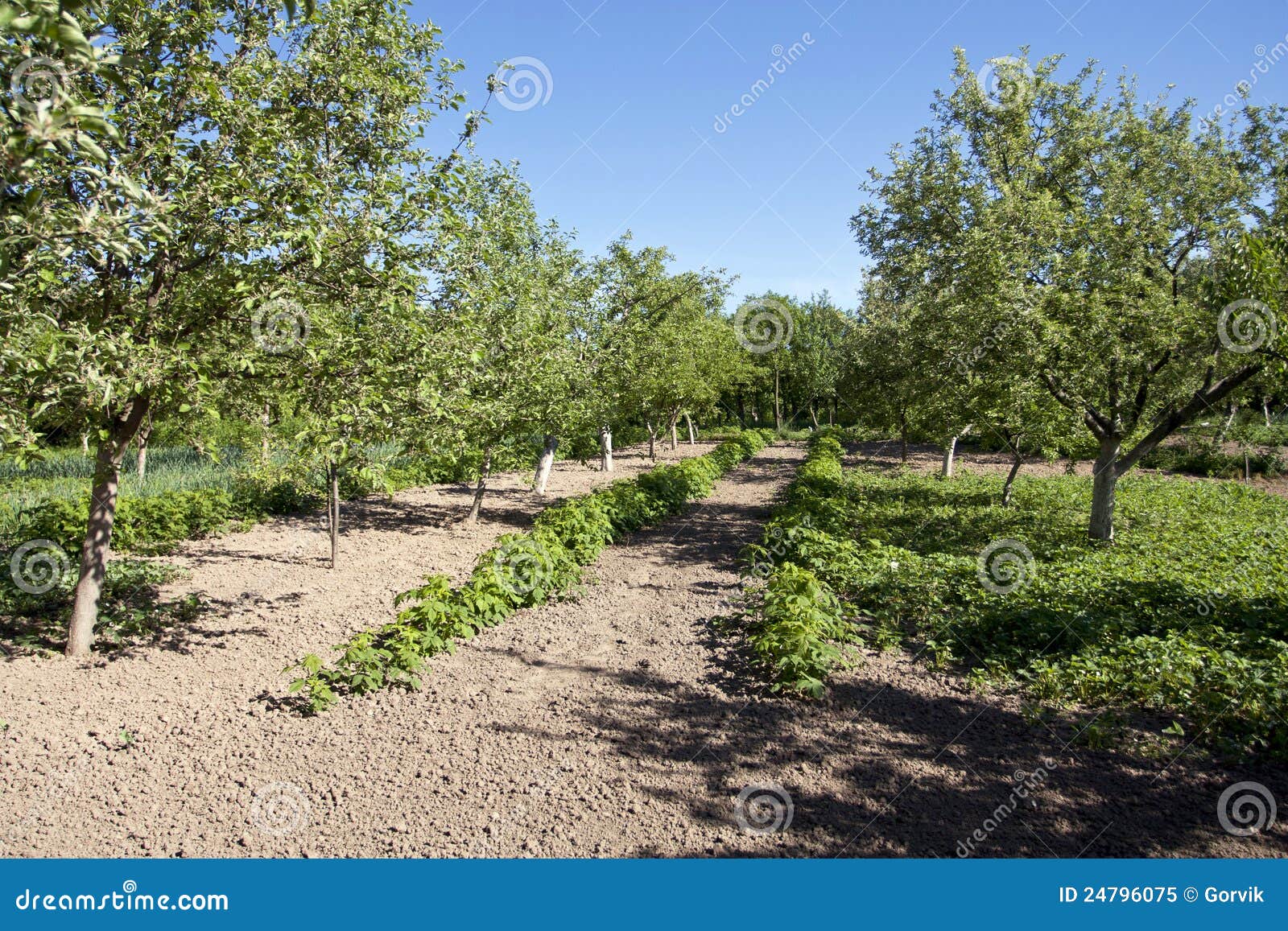 Farmer Vegetable Garden in Spring Stock Image - Image of soil, plants ...