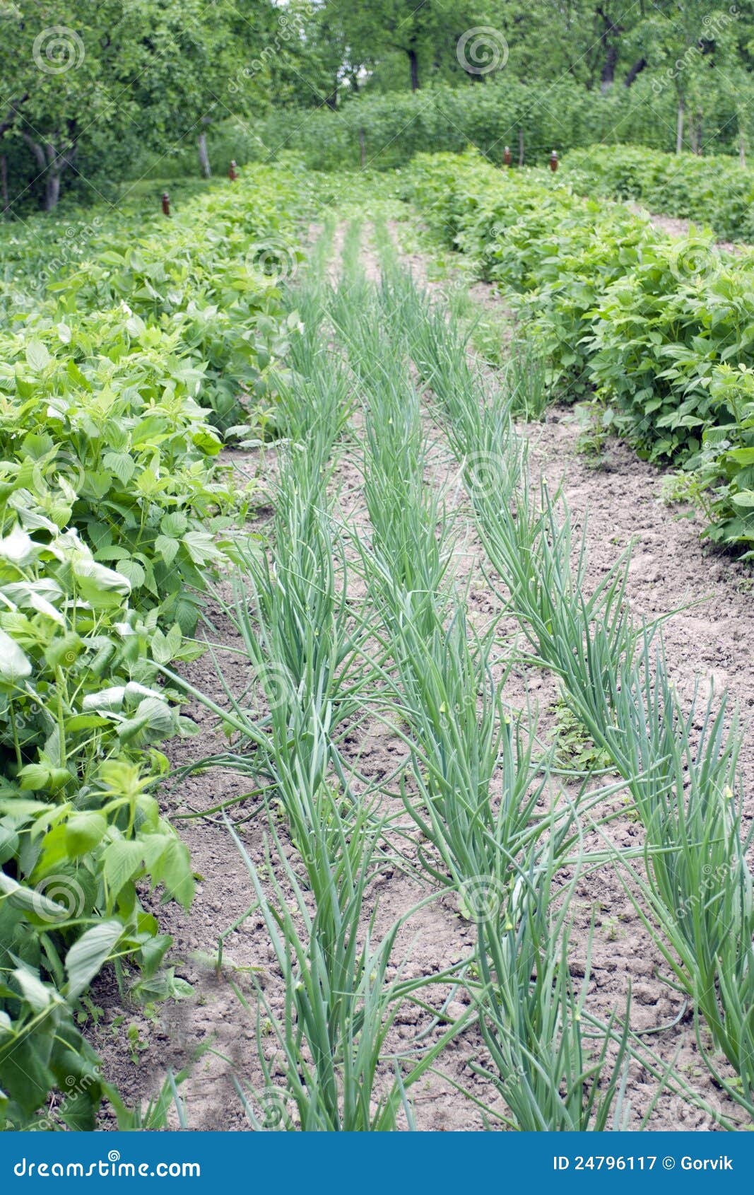 Farmer Vegetable Garden in Spring Stock Image - Image of food ...