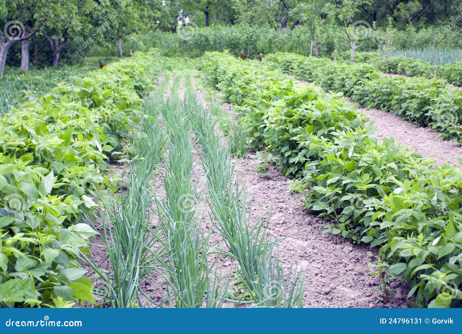 Farmer Vegetable Garden in Spring Stock Image - Image of berries ...