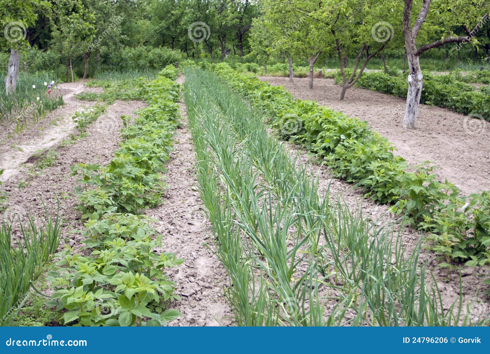 Farmer Vegetable Garden in Spring Stock Photo - Image of fertilizer ...