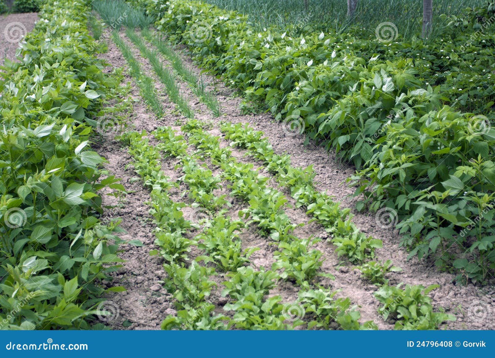 Farmer Vegetable Garden in Spring Stock Photo - Image of food ...