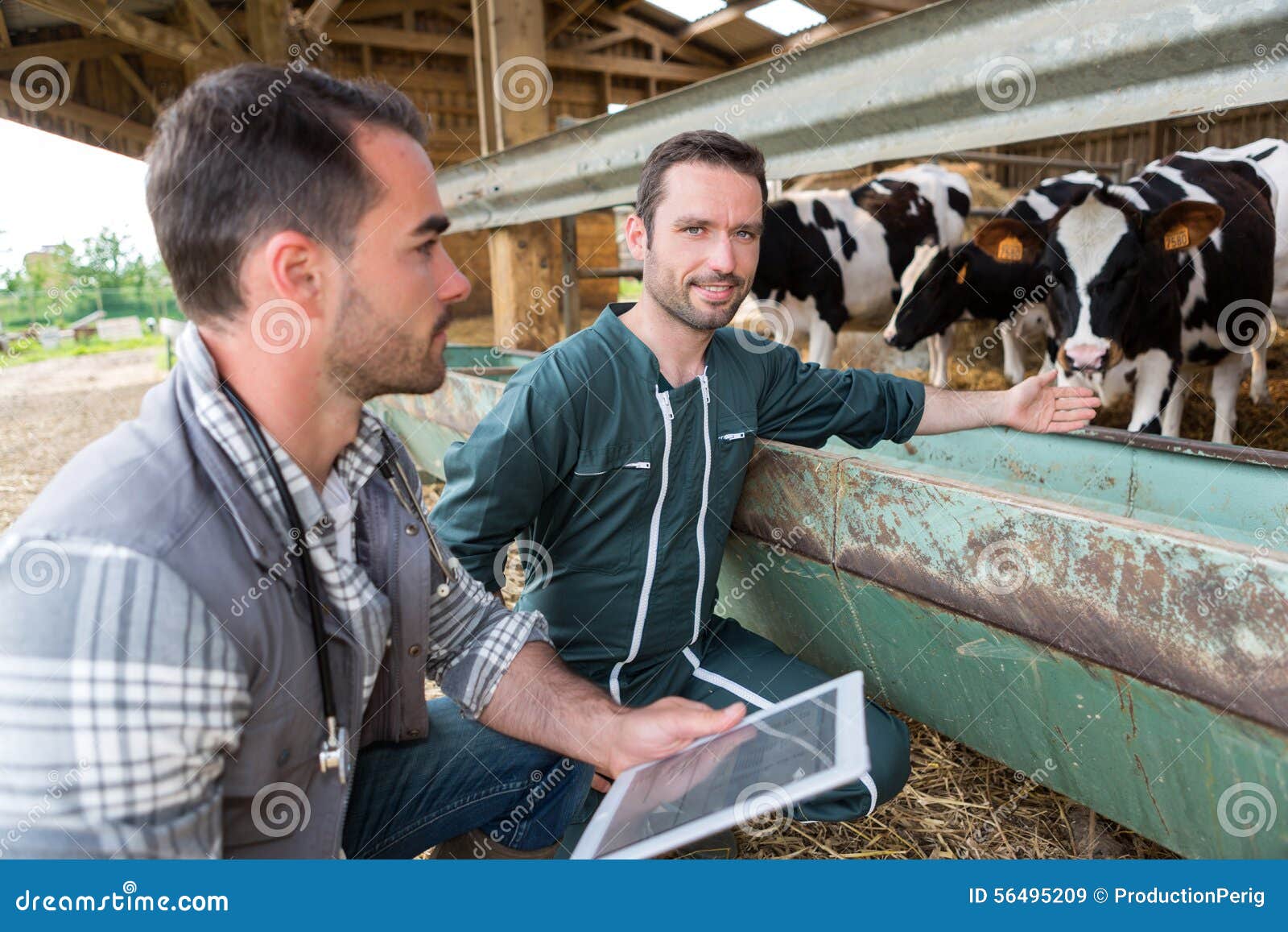 Farmer and Veterinary Working Together in a Barn Stock Image - Image of ...
