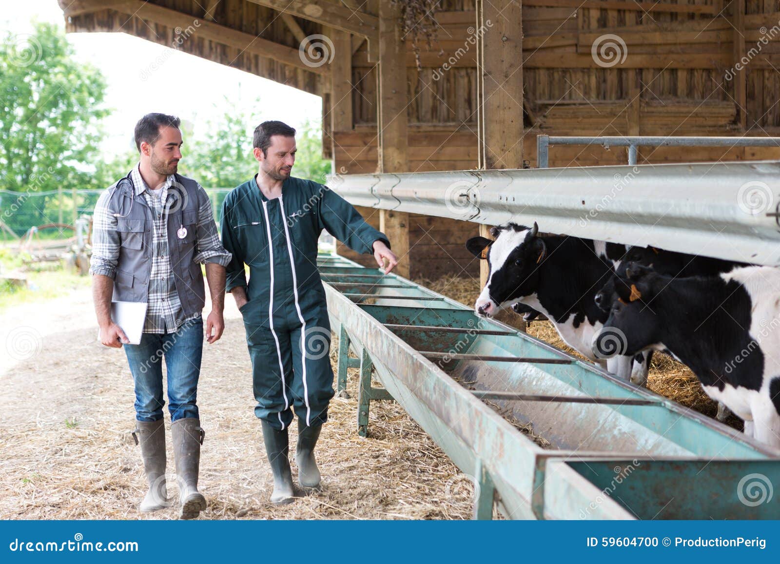 Farmer and Veterinary Working Together in a Barn Stock Photo - Image of ...