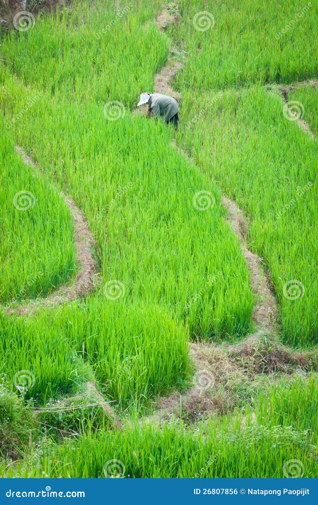 Farmer in Vietnam is Growing Rice in the Terrace Editorial Photo ...