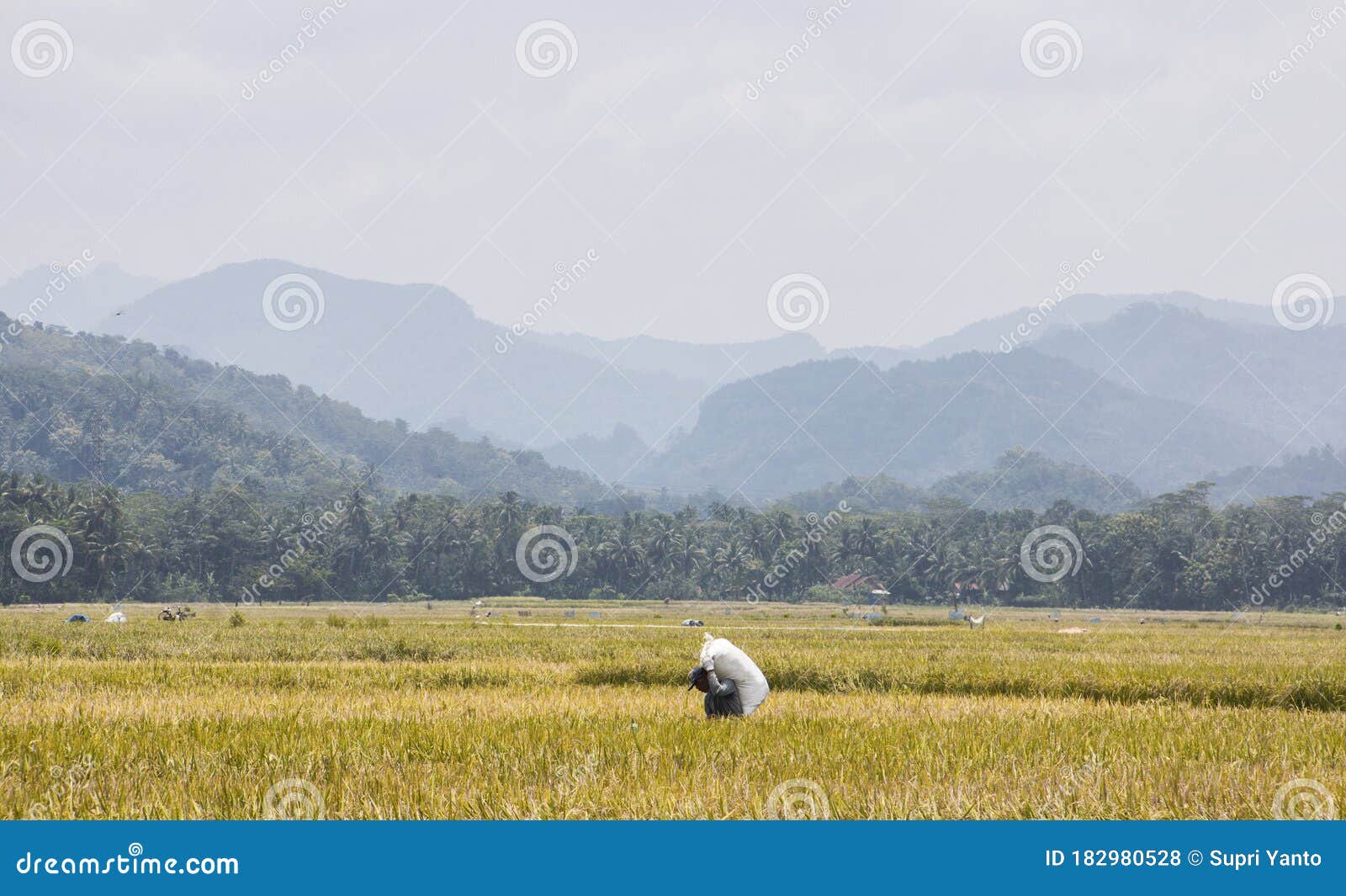 A Farmer, View of Rice Fields and Mountains. Stock Photo - Image of ...