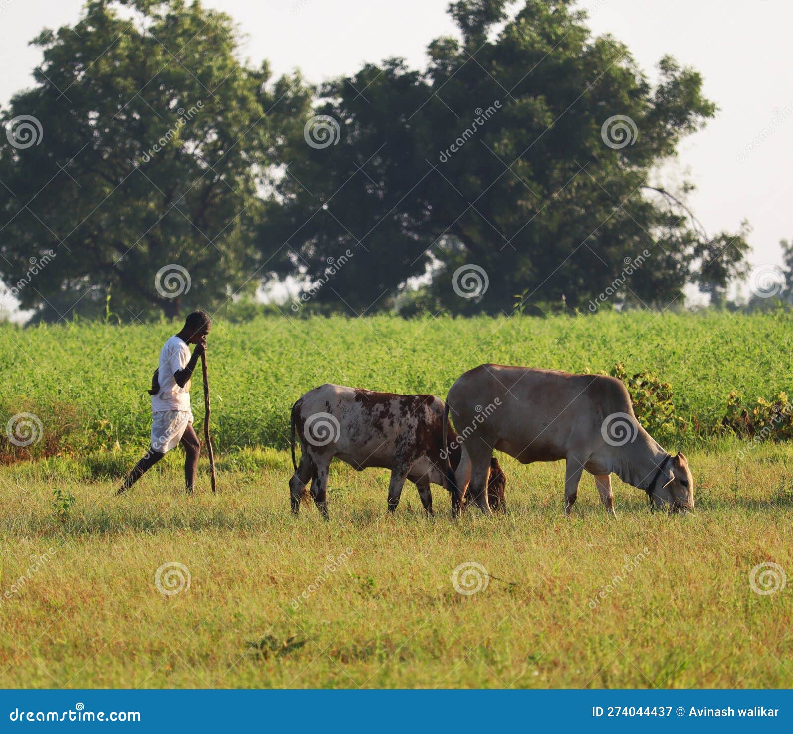 The Farmer Walking Behind His Cows in the Field Editorial Photography ...