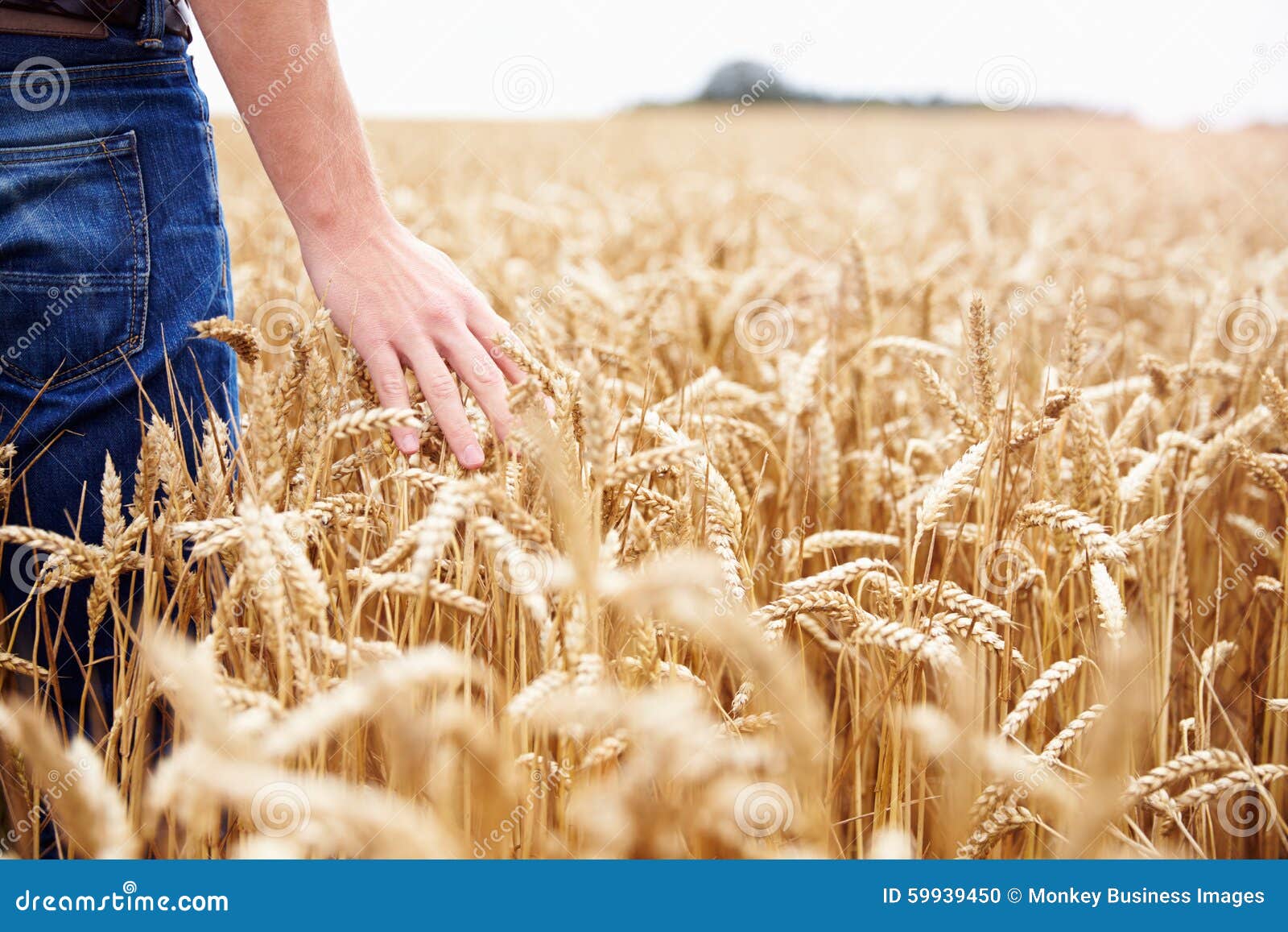 Farmer Walking through Field Checking Wheat Crop Stock Photo - Image of ...