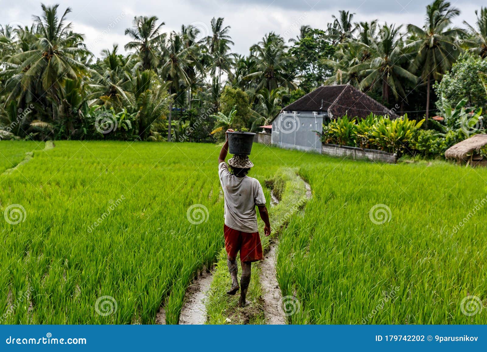 A Boy Is Walking Between Rice Farming. Editorial Image | CartoonDealer ...