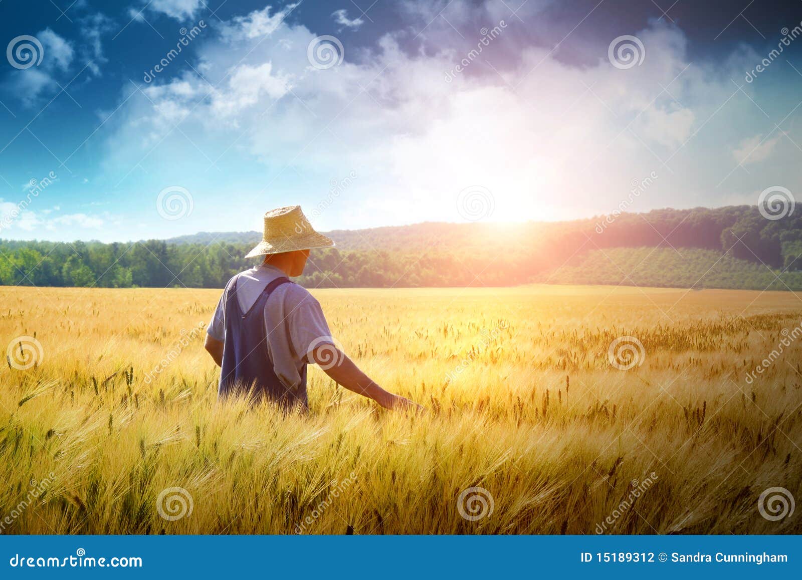 Farmer Walking through a Wheat Field Stock Photo - Image of grain ...