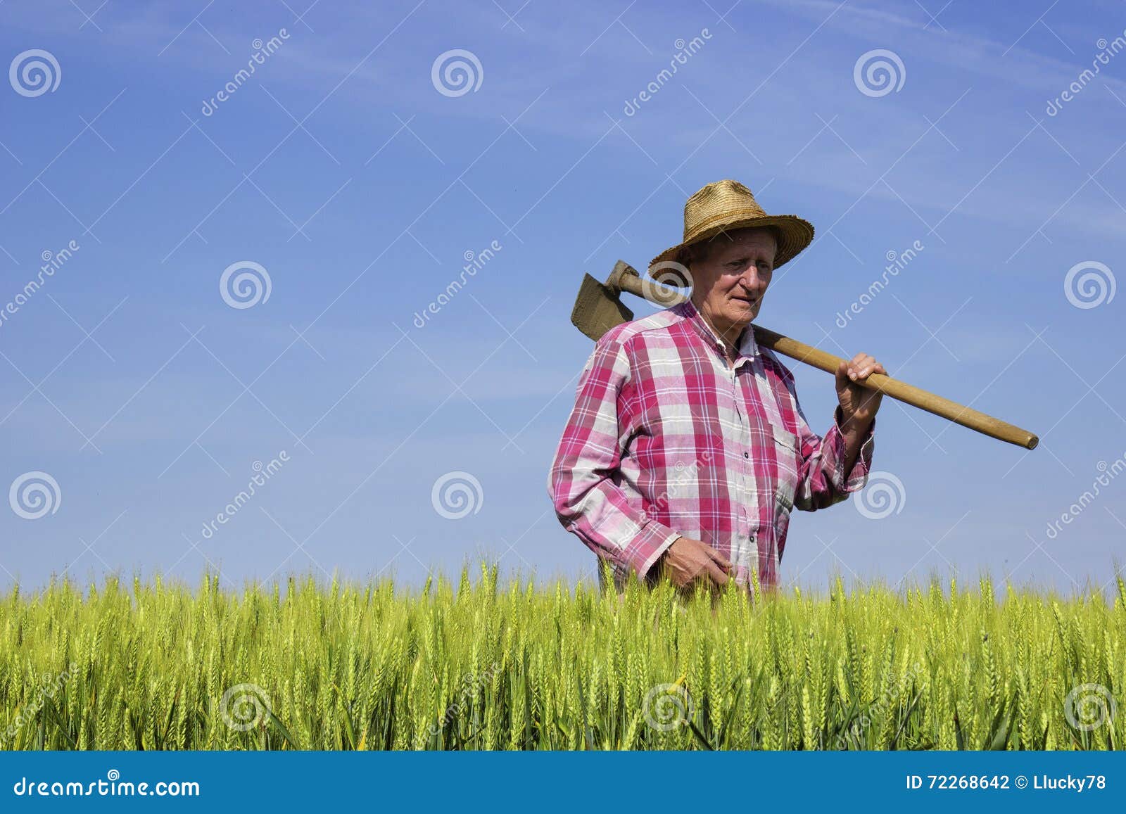 Farmer Walking through Wheat Field on Sunny Day Stock Photo - Image of ...