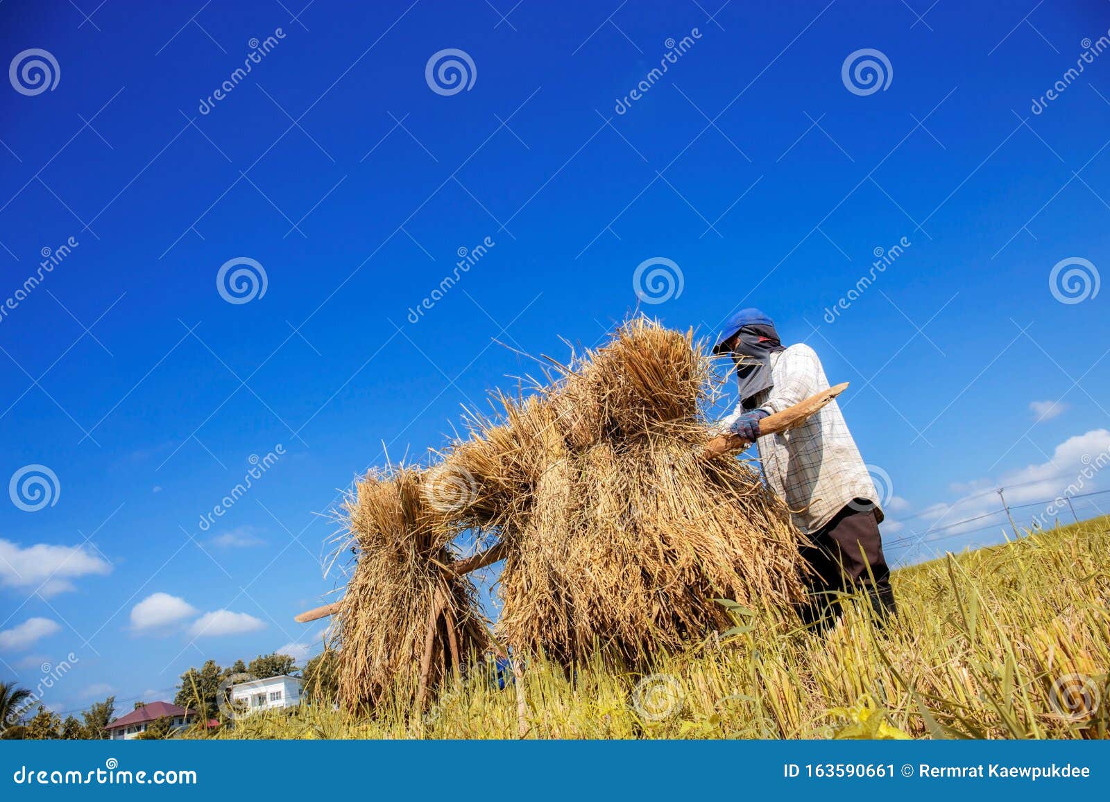 Farmer Was Packing Rice with Blue Sky Stock Image - Image of farmer ...