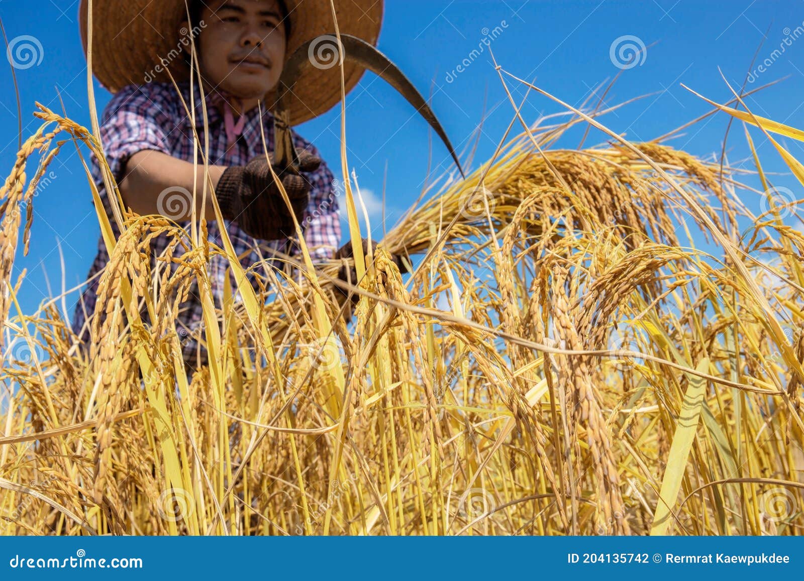 Farmer Was Reaping in Fields Stock Photo - Image of countryside, hand ...
