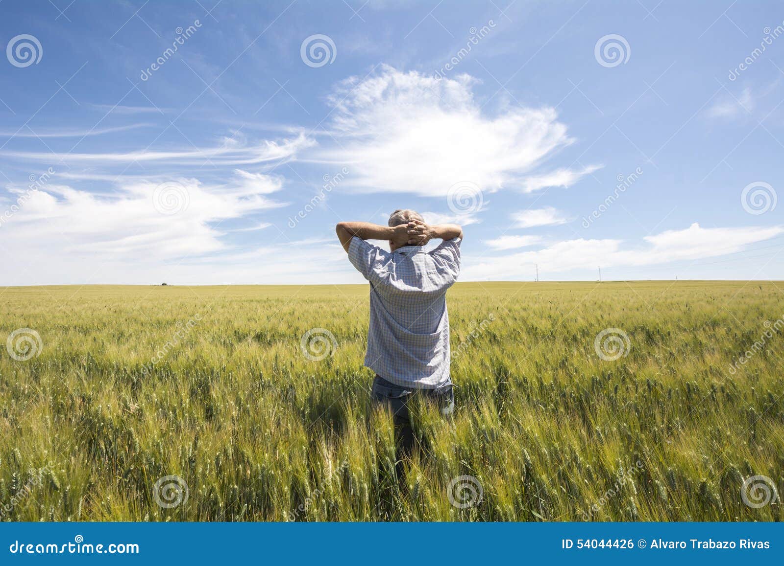 Farmer is Watching the Harvest Wheat Quality Stock Photo - Image of ...