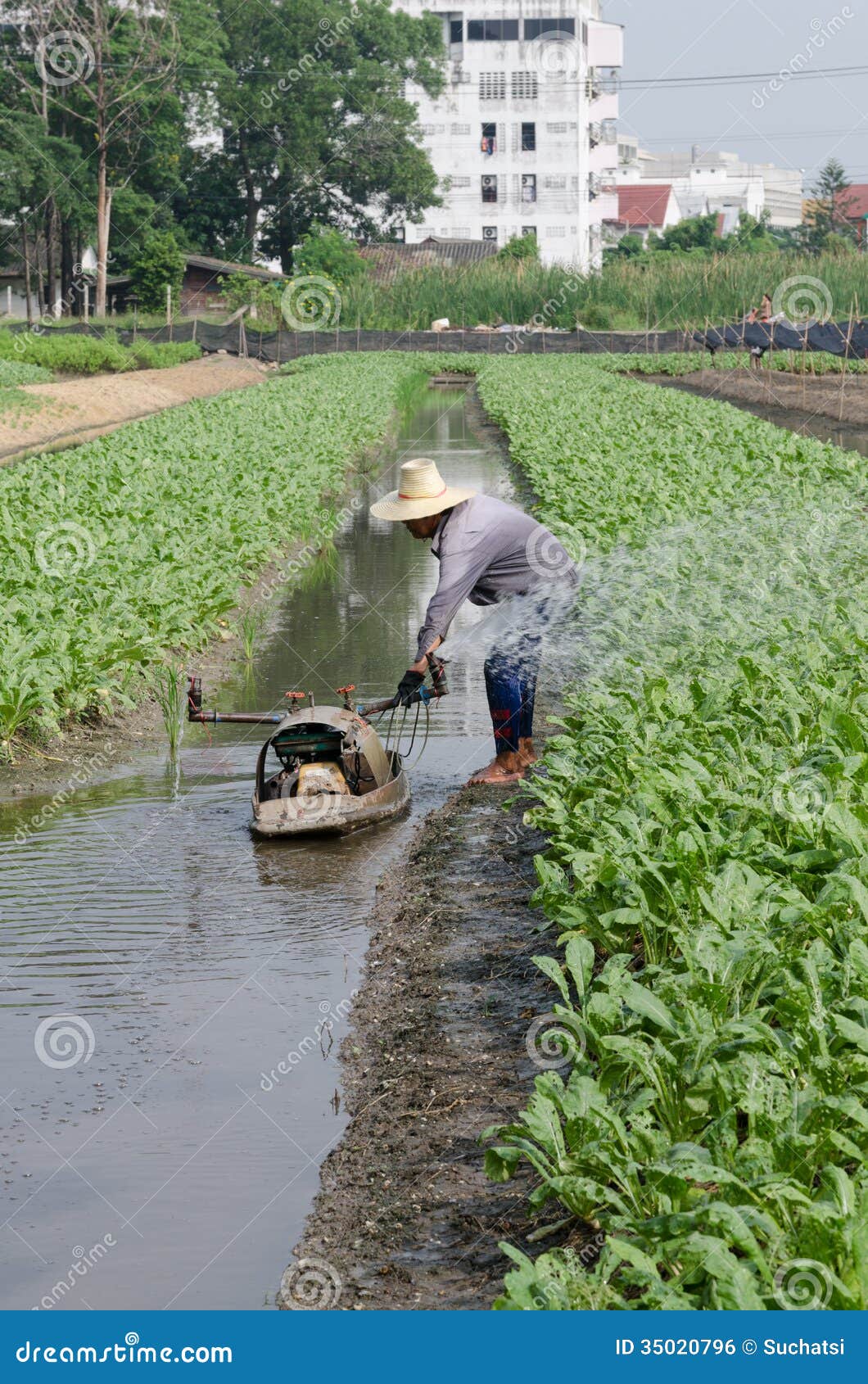 Farmer water plant editorial photo. Image of girl, plantation - 35020796