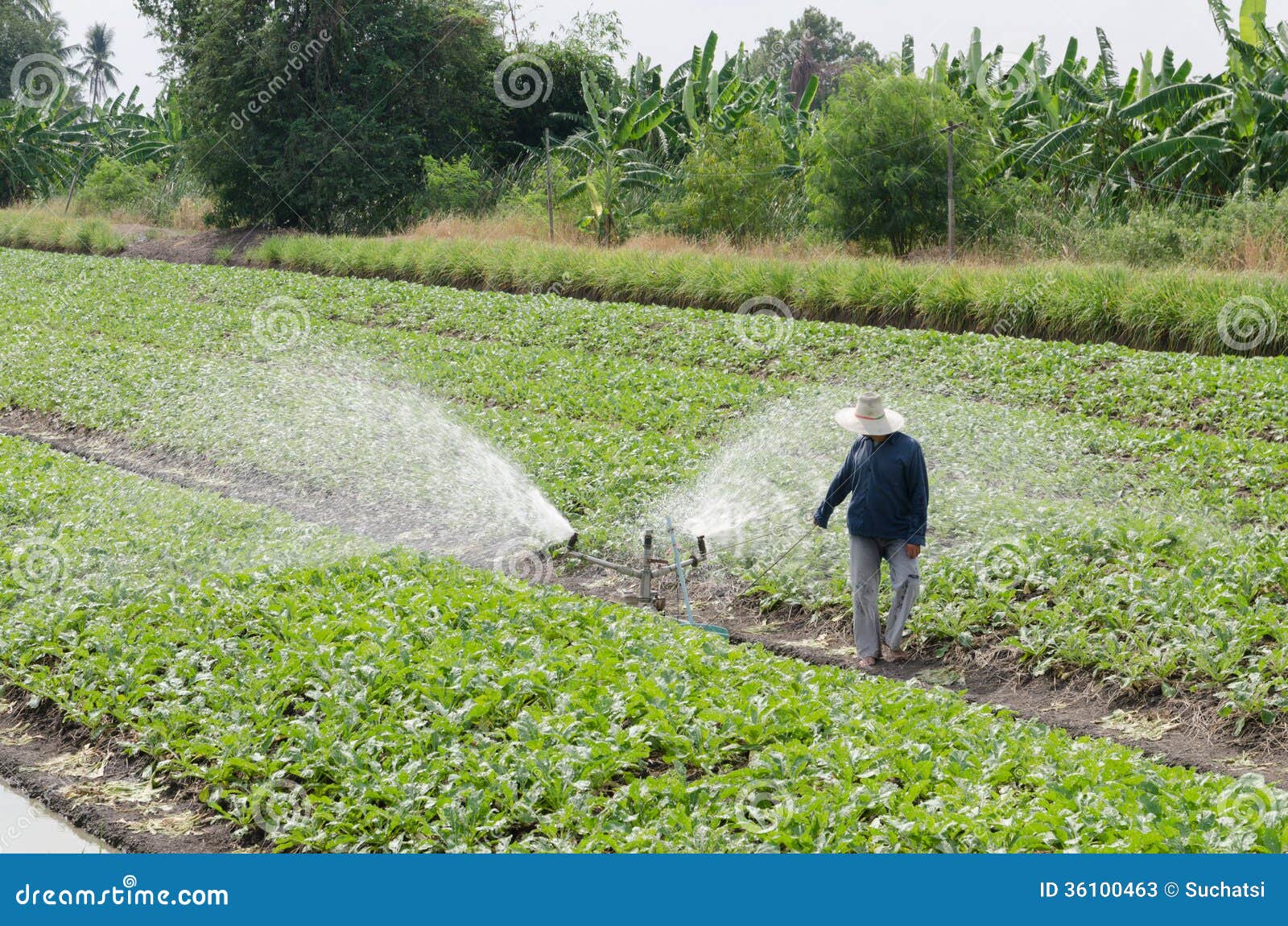 Farmer water plant stock image. Image of automatic, garden - 36100463