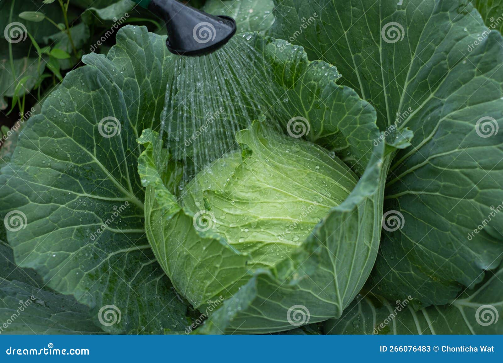 Farmer Watering Cabbage Garden Stock Image - Image of green ...
