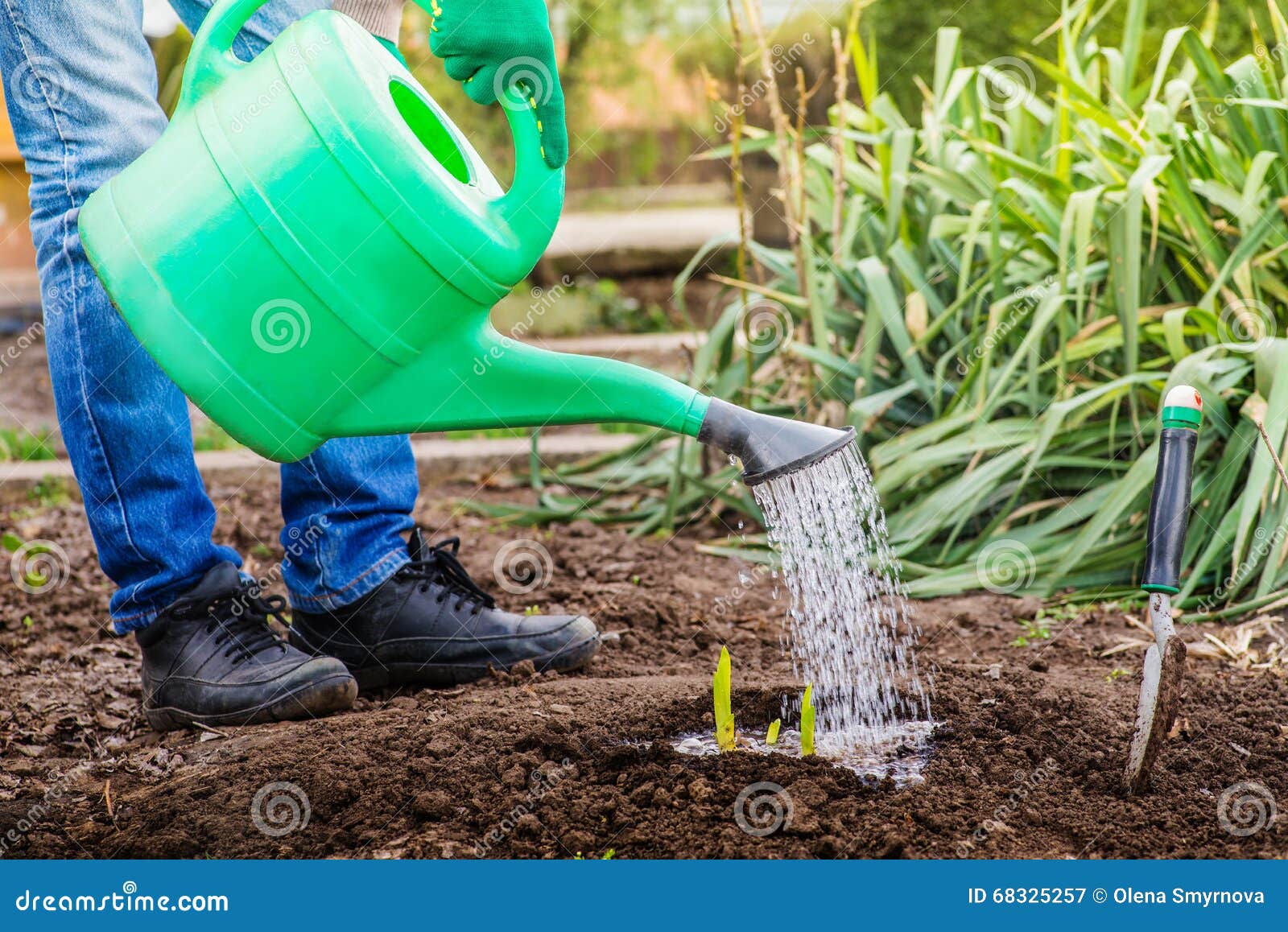 Farmer Watering Green Shoots Stock Image - Image of nature, branch ...