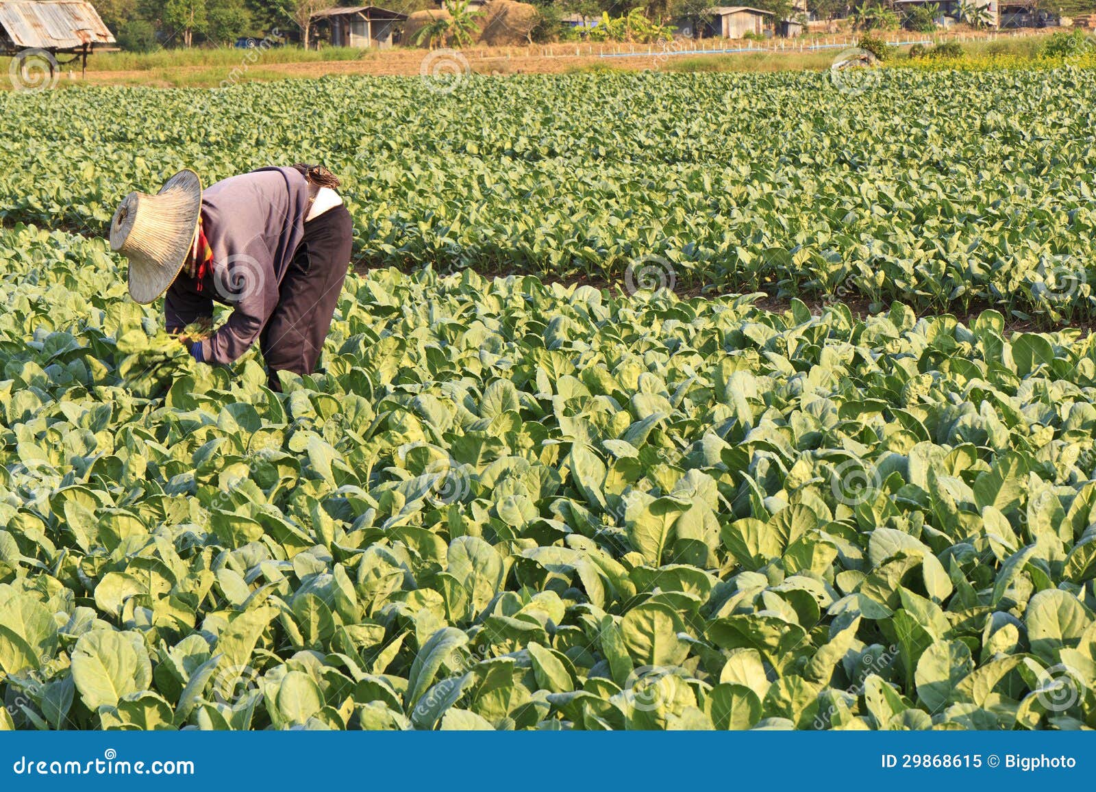 Farmer Watering Kale Field. Stock Image - Image of agriculture, fresh ...