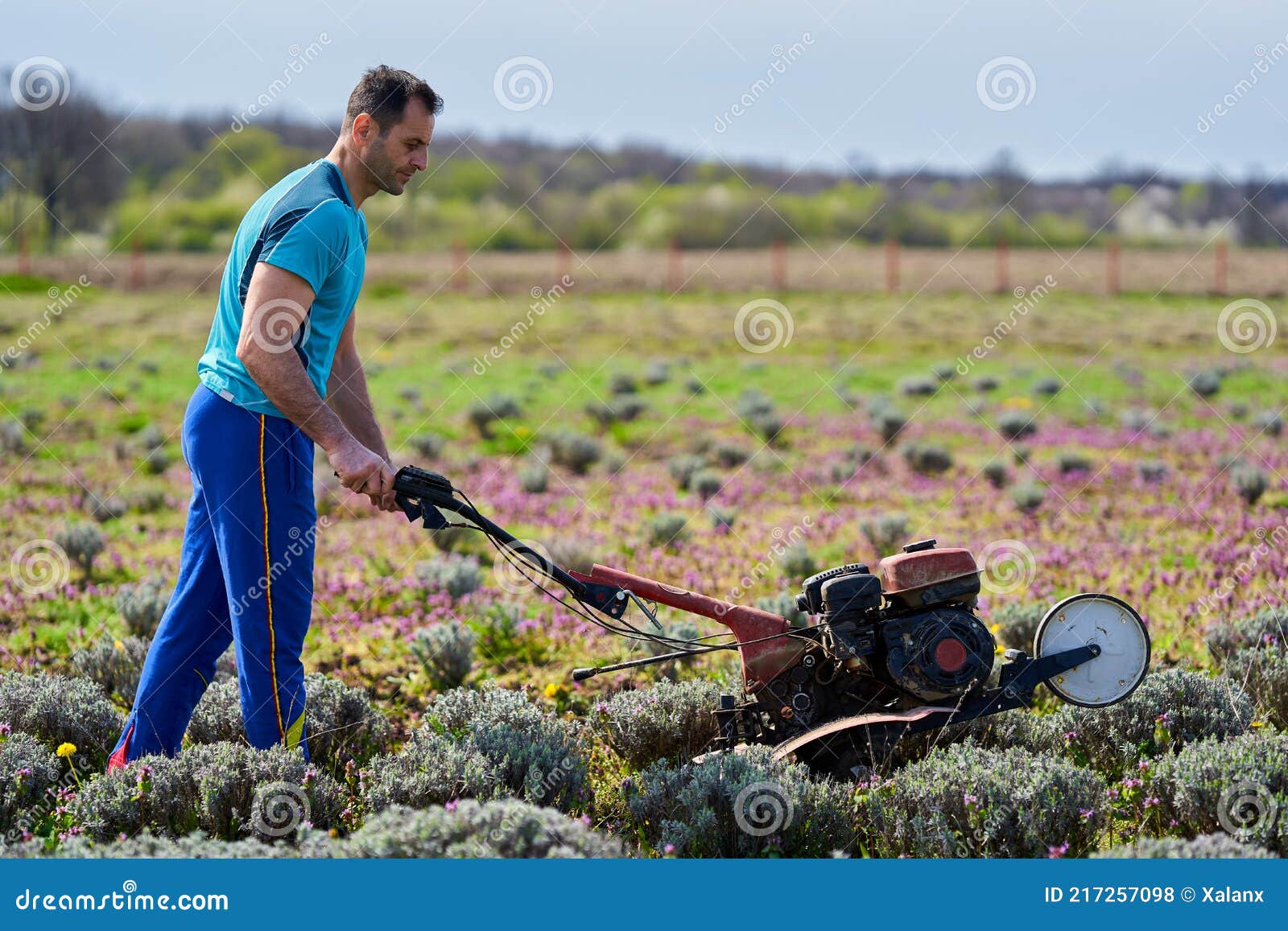 Farmer Weeding the Lavender Field Stock Photo - Image of farmer, grow ...