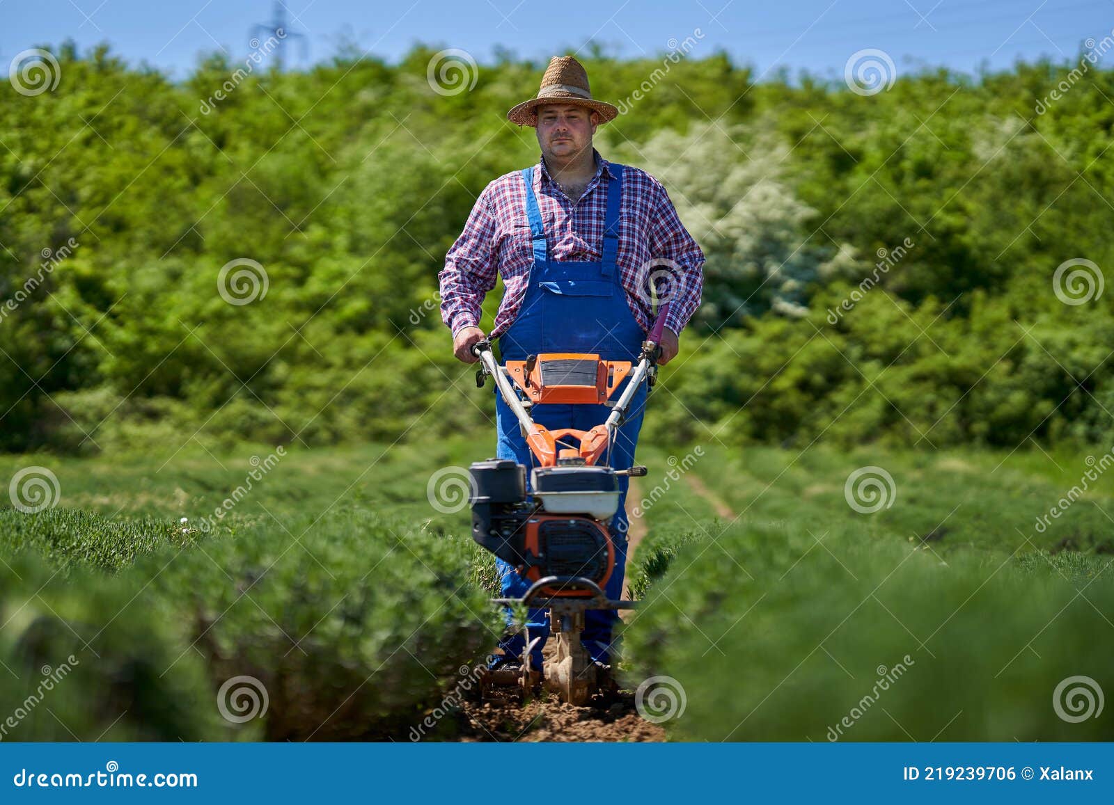 Farmer Weeding the Lavender Field Stock Photo - Image of grow, people ...