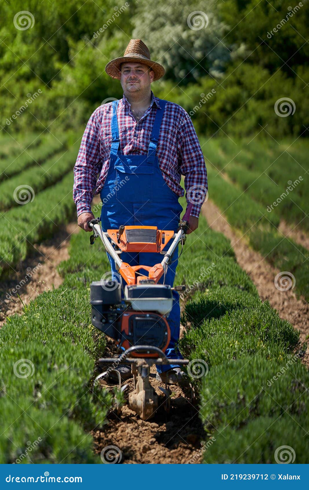 Farmer Weeding the Lavender Field Stock Photo - Image of countryside ...