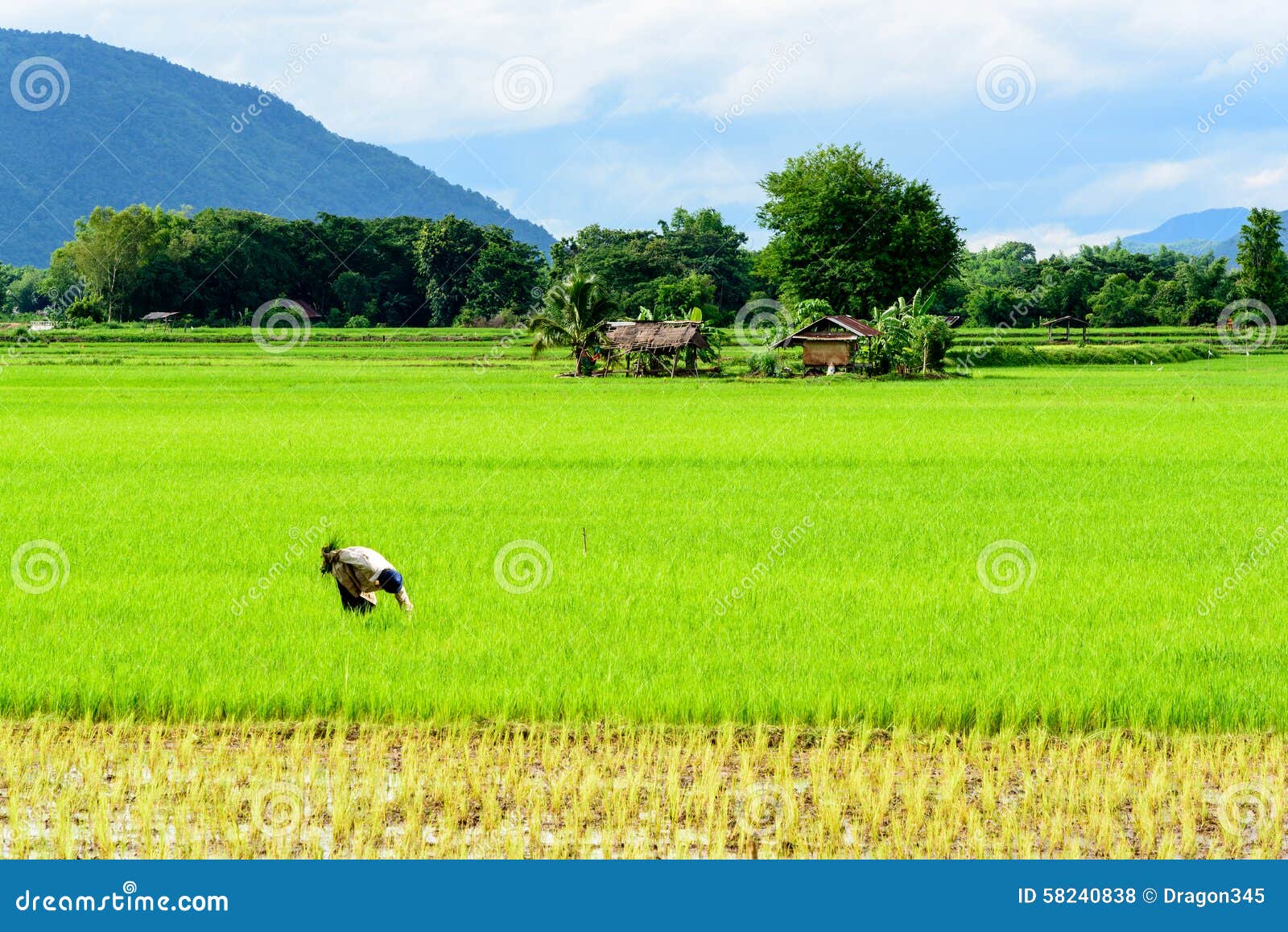 A Farmer is Weeding in a Paddy Field Stock Photo - Image of beautiful ...