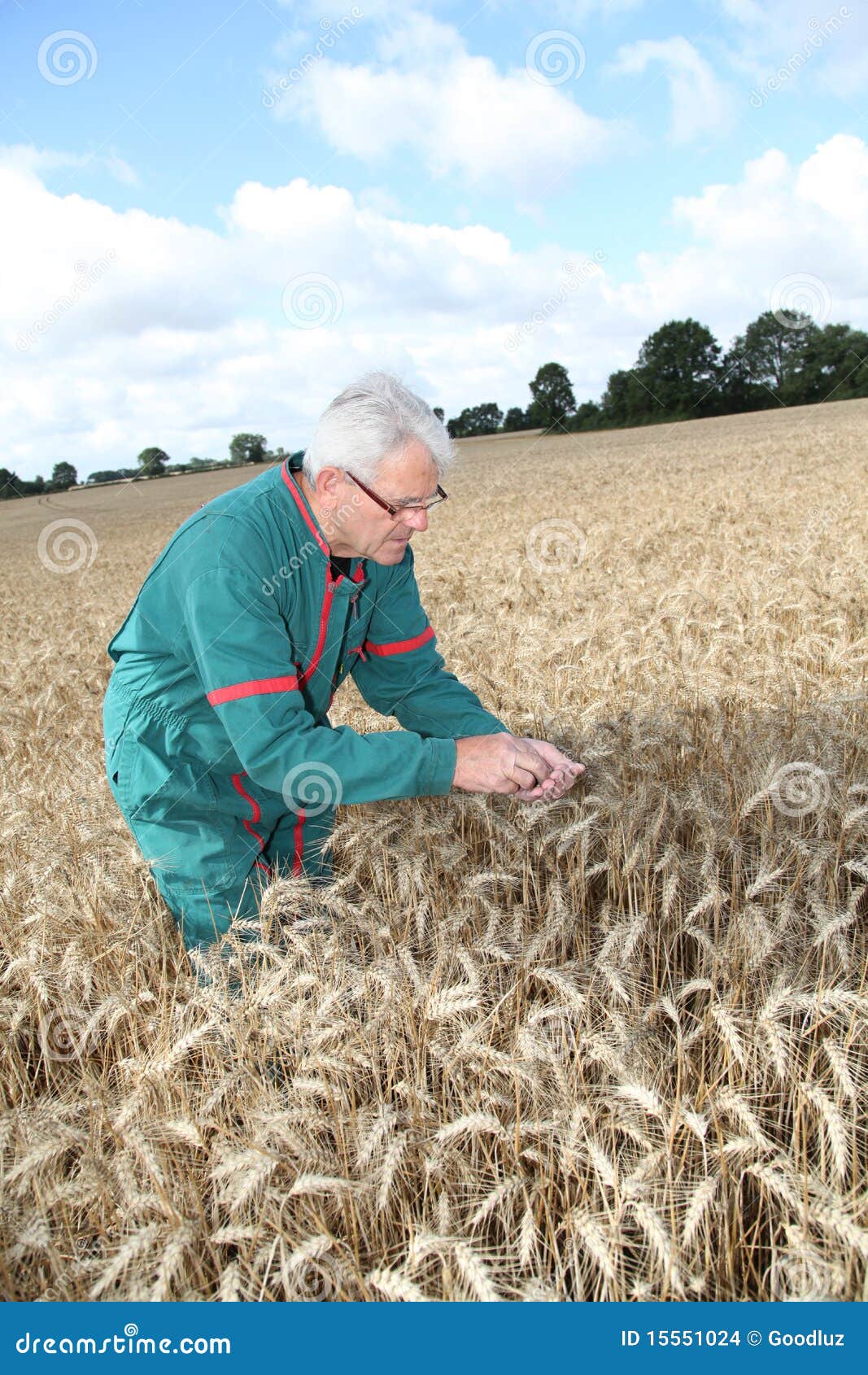 Farmer in wheat field stock photo. Image of season, worker - 15551024