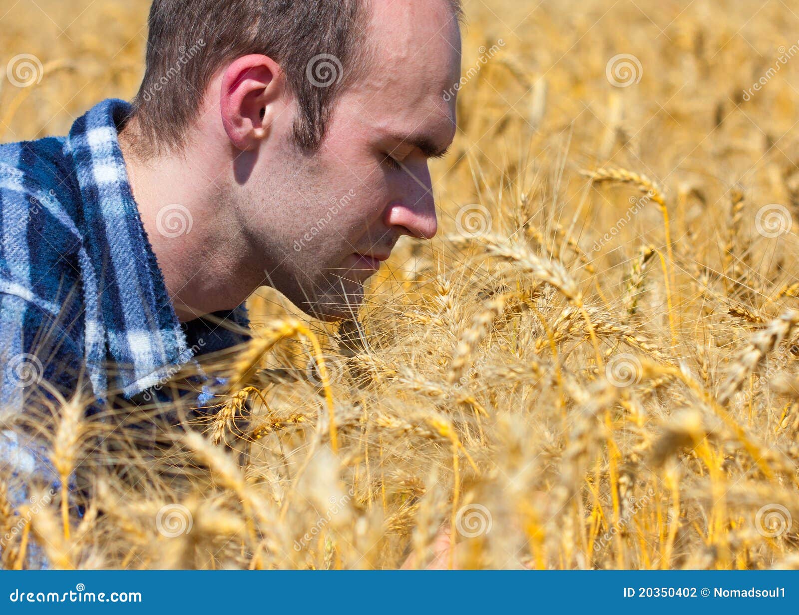 Farmer in wheat field stock photo. Image of land, adult - 20350402