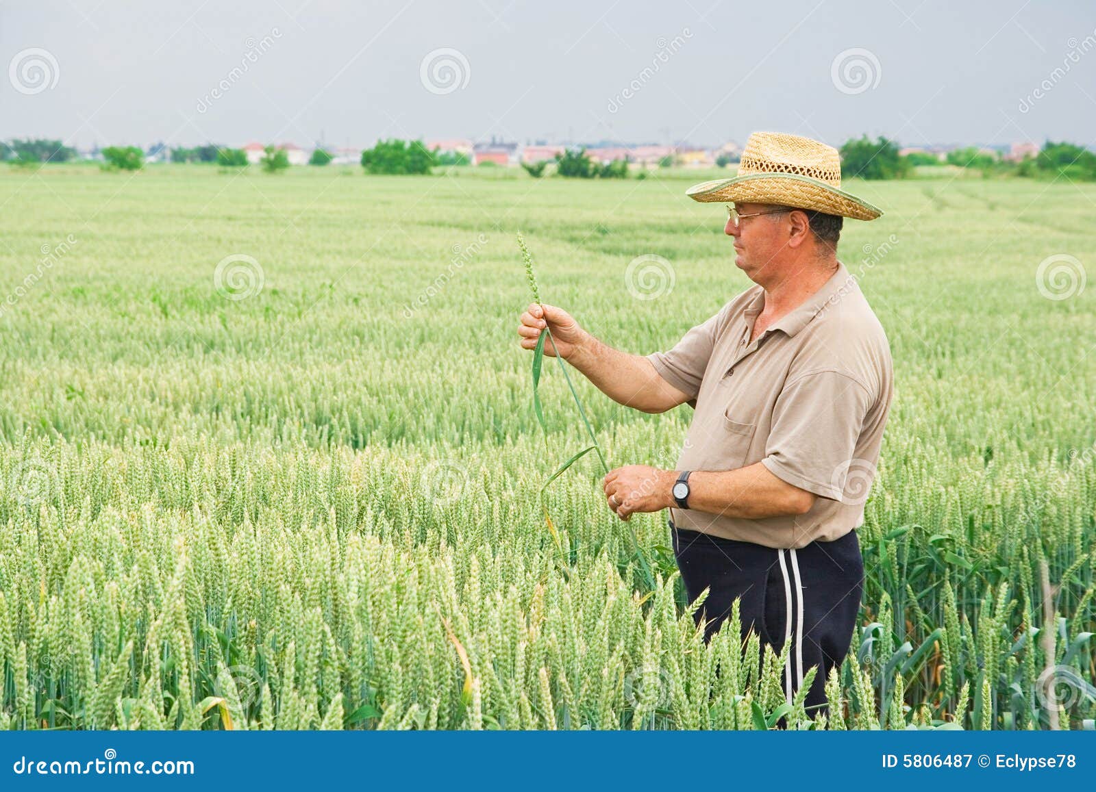 Farmer on wheat field stock image. Image of inspect, farmer - 5806487