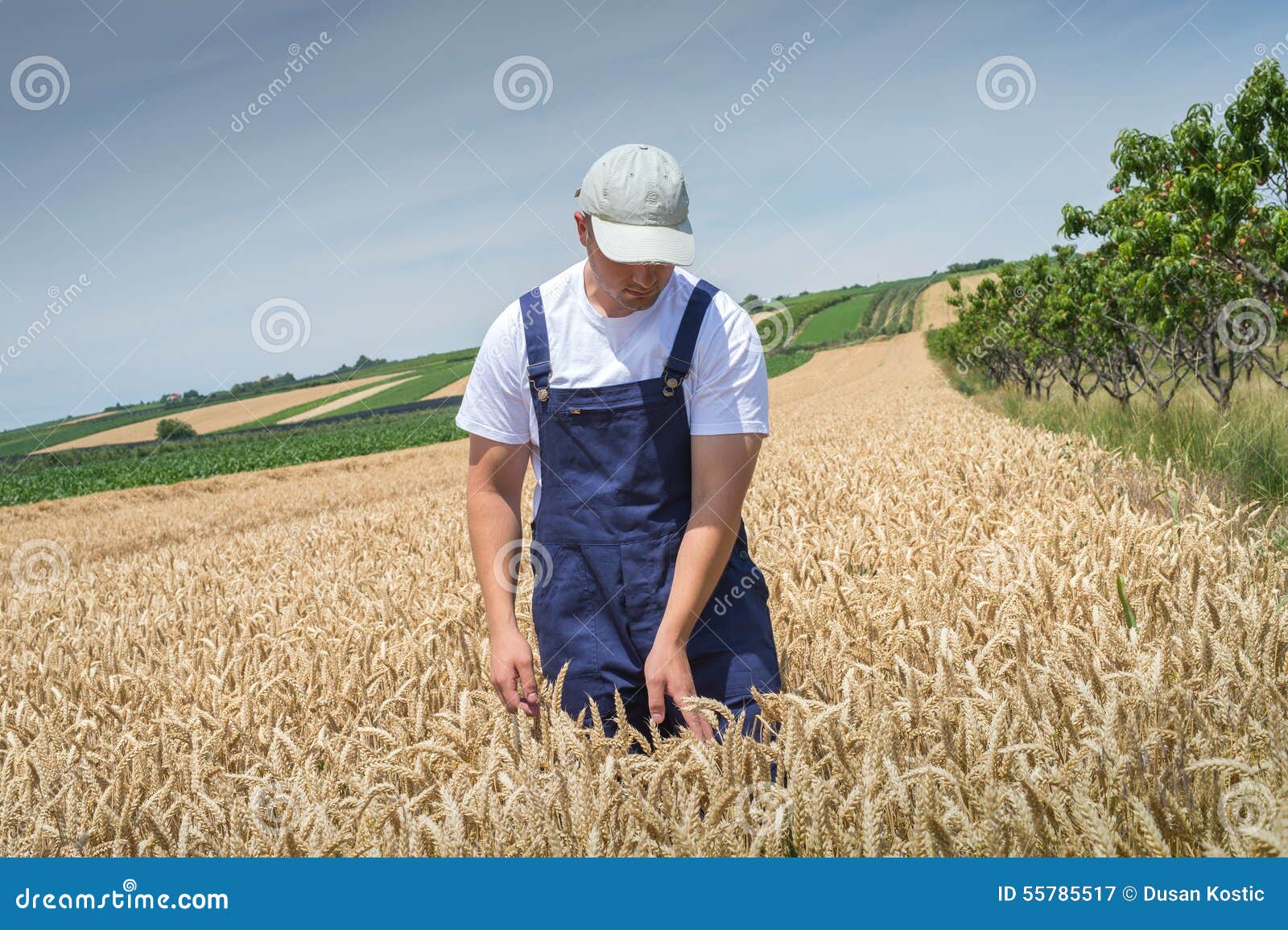 Farmer in wheat fields stock image. Image of natural - 55785517