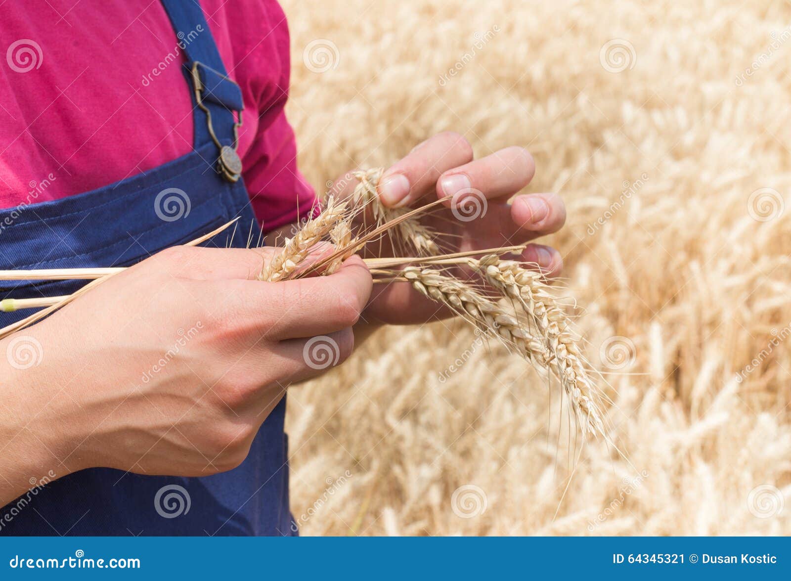 Farmer in wheat fields stock image. Image of peasant - 64345321