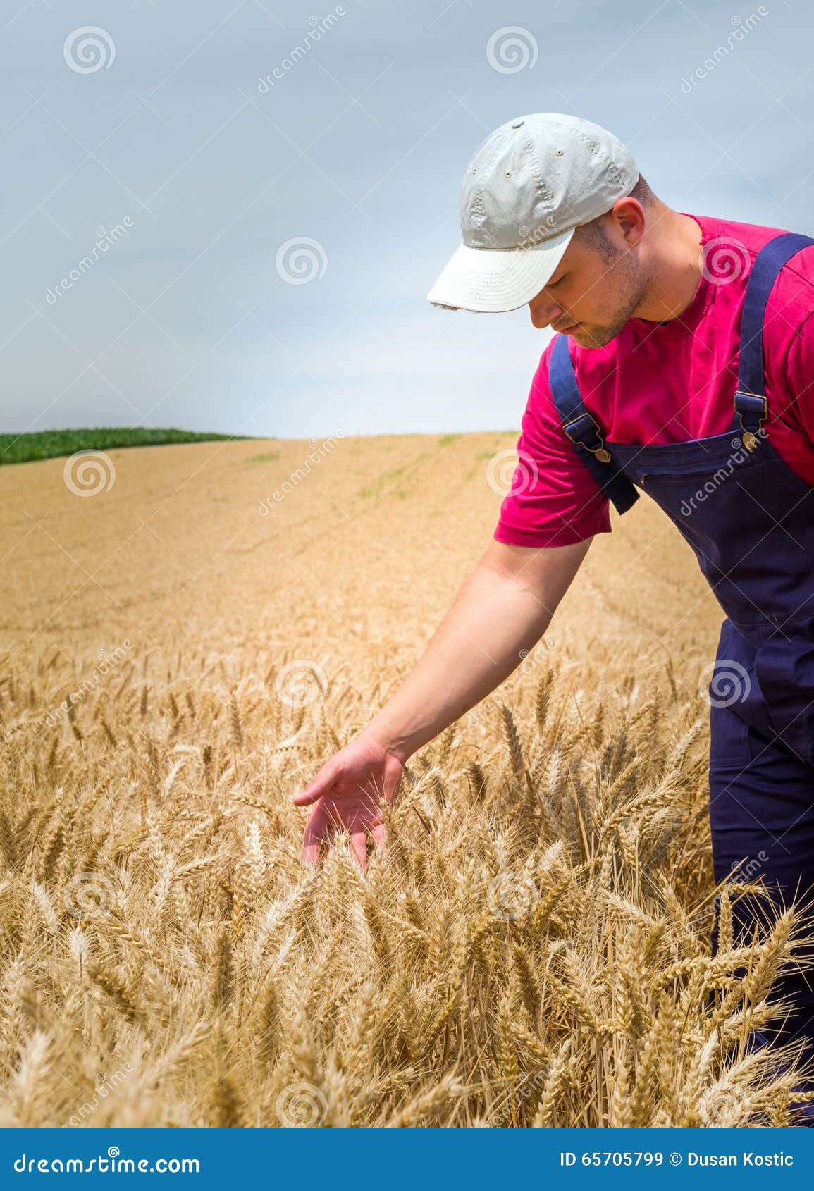 Farmer in wheat fields stock image. Image of organic - 65705799
