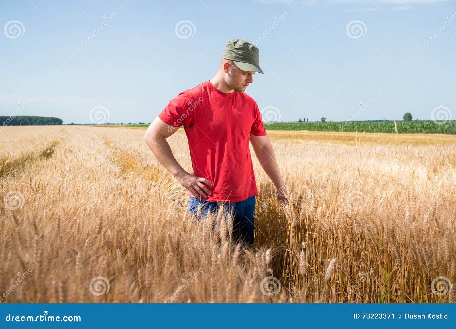 Farmer in a wheat fields stock image. Image of farming - 73223371