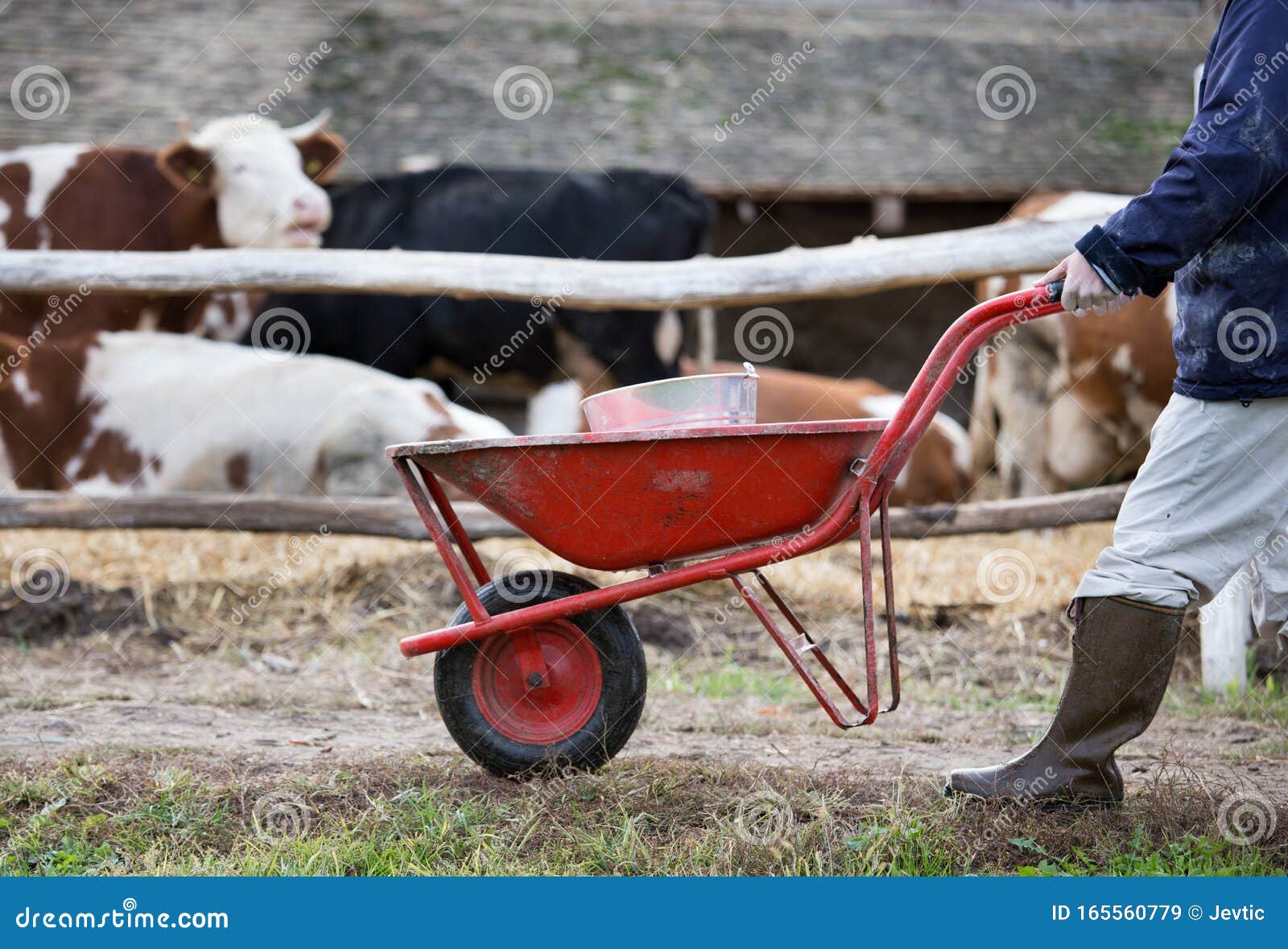 Farmer with Whellbarrow in Front of Cows Stock Image - Image of help ...