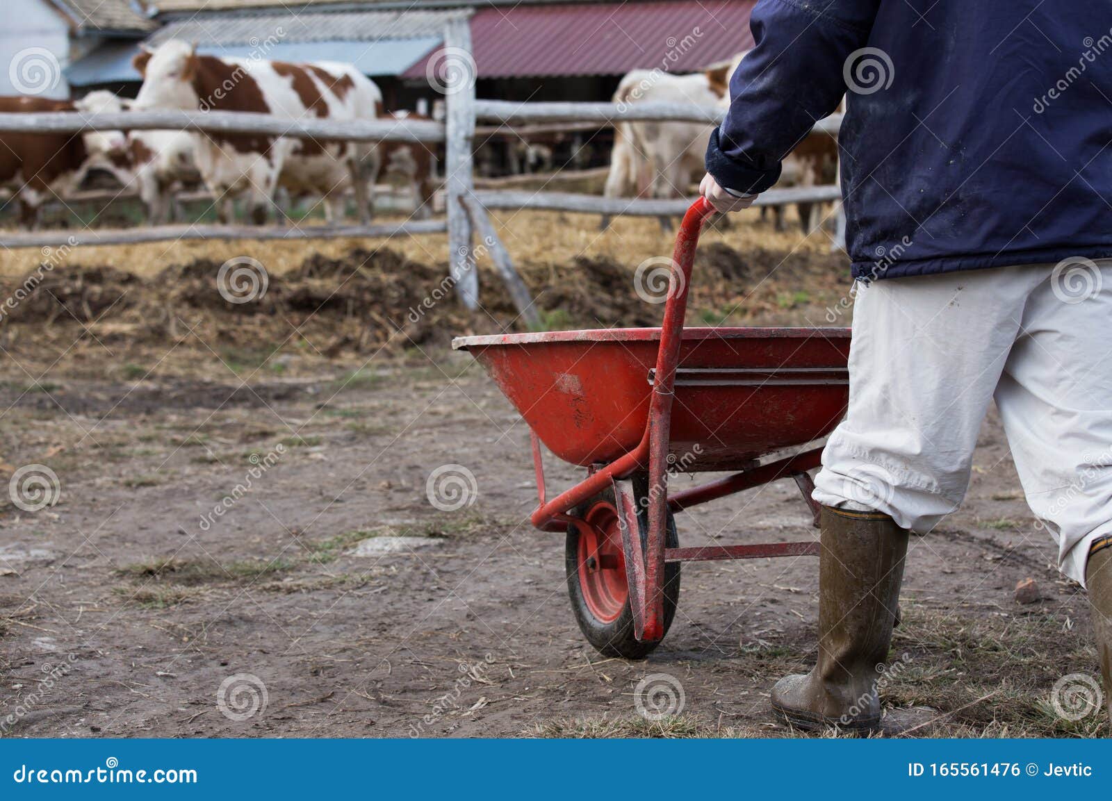 Farmer with Whellbarrow in Front of Cows Stock Photo - Image of ...
