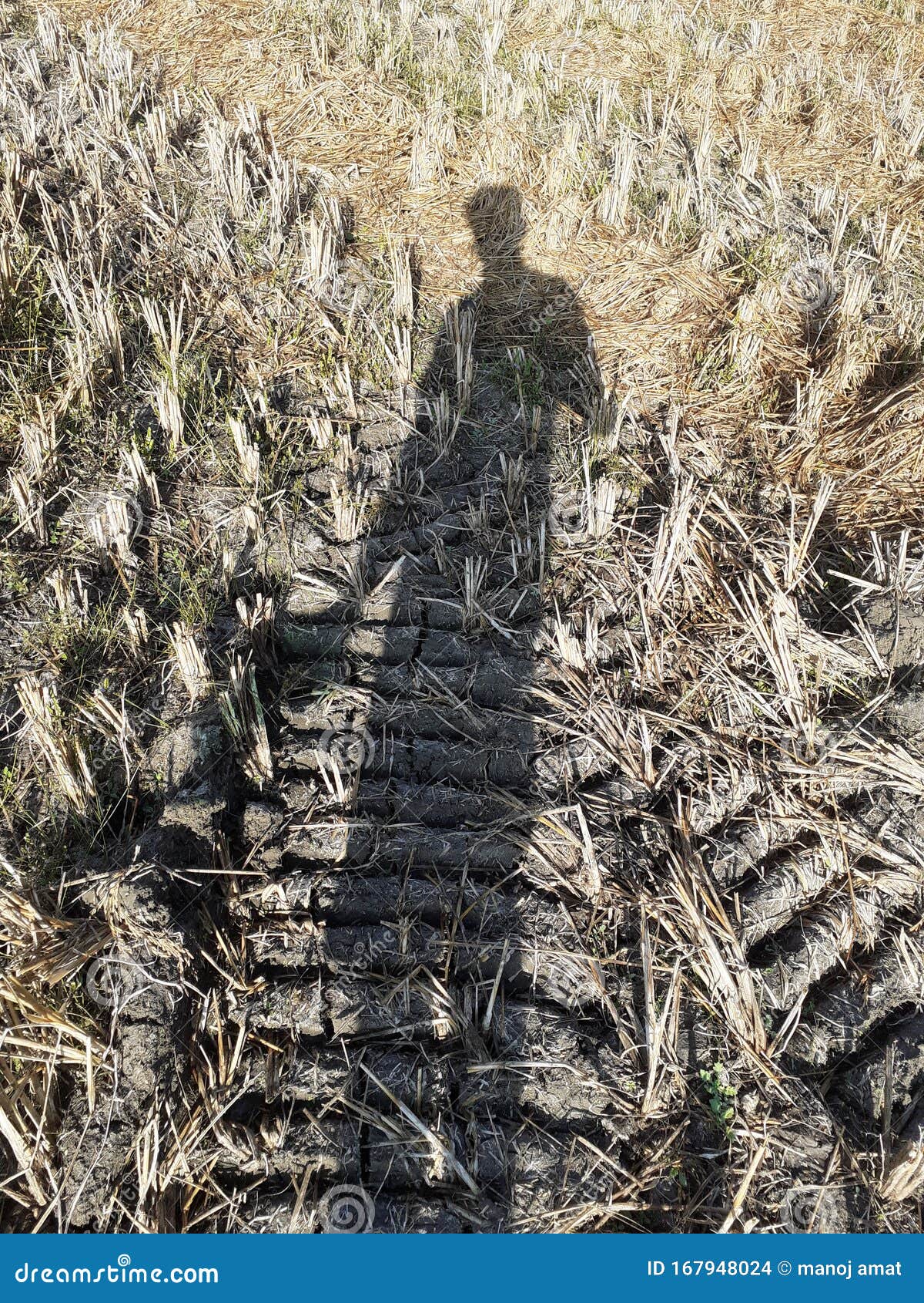 The Shadow of a Farmer Standing Inside a Paddy Field Stock Photo ...