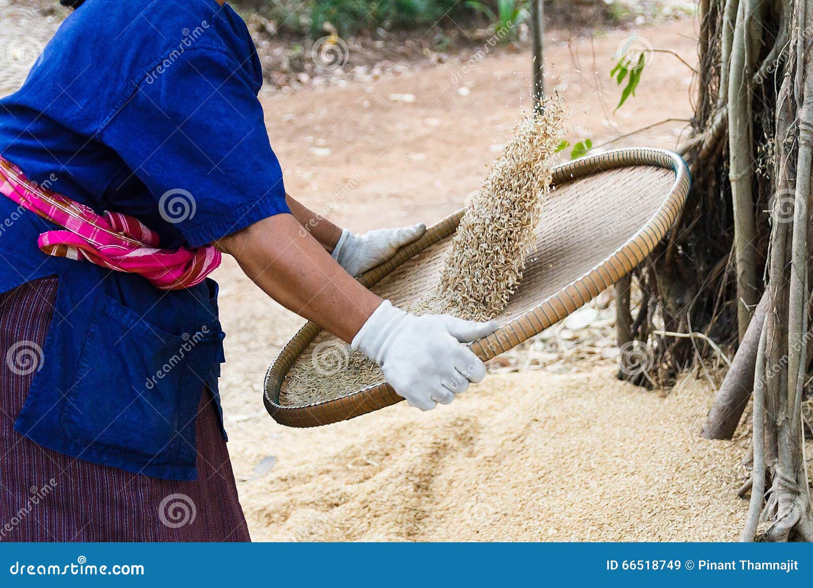 Farmer winnowing rice. stock image. Image of traditional - 66518749