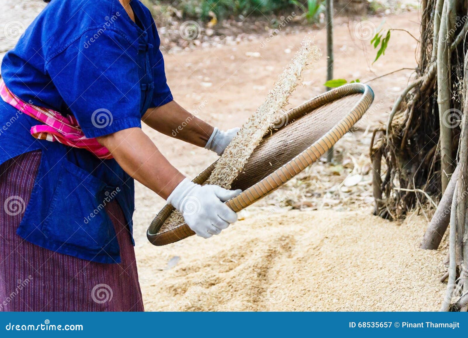 Farmer winnowing rice. stock image. Image of thailand - 68535657