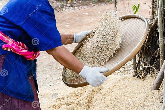 Farmer winnowing rice. stock photo. Image of thailand - 68536080