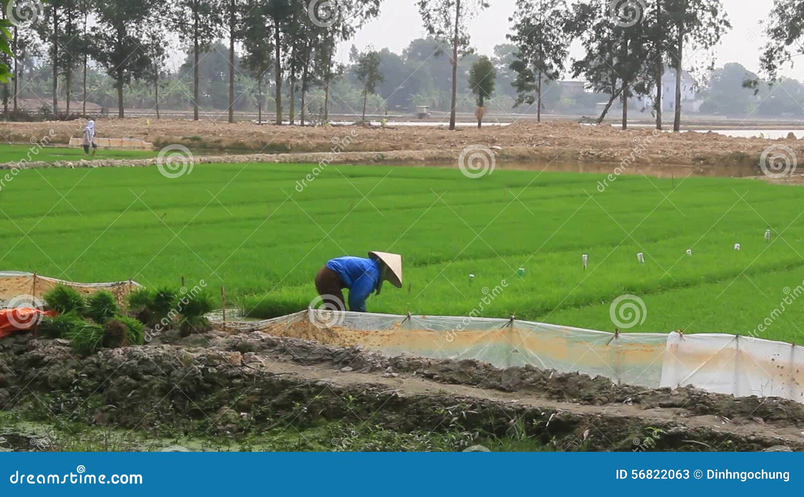 Farmer Withdrawal Pulling Rice Seedlings Stock Video - Video of culture ...